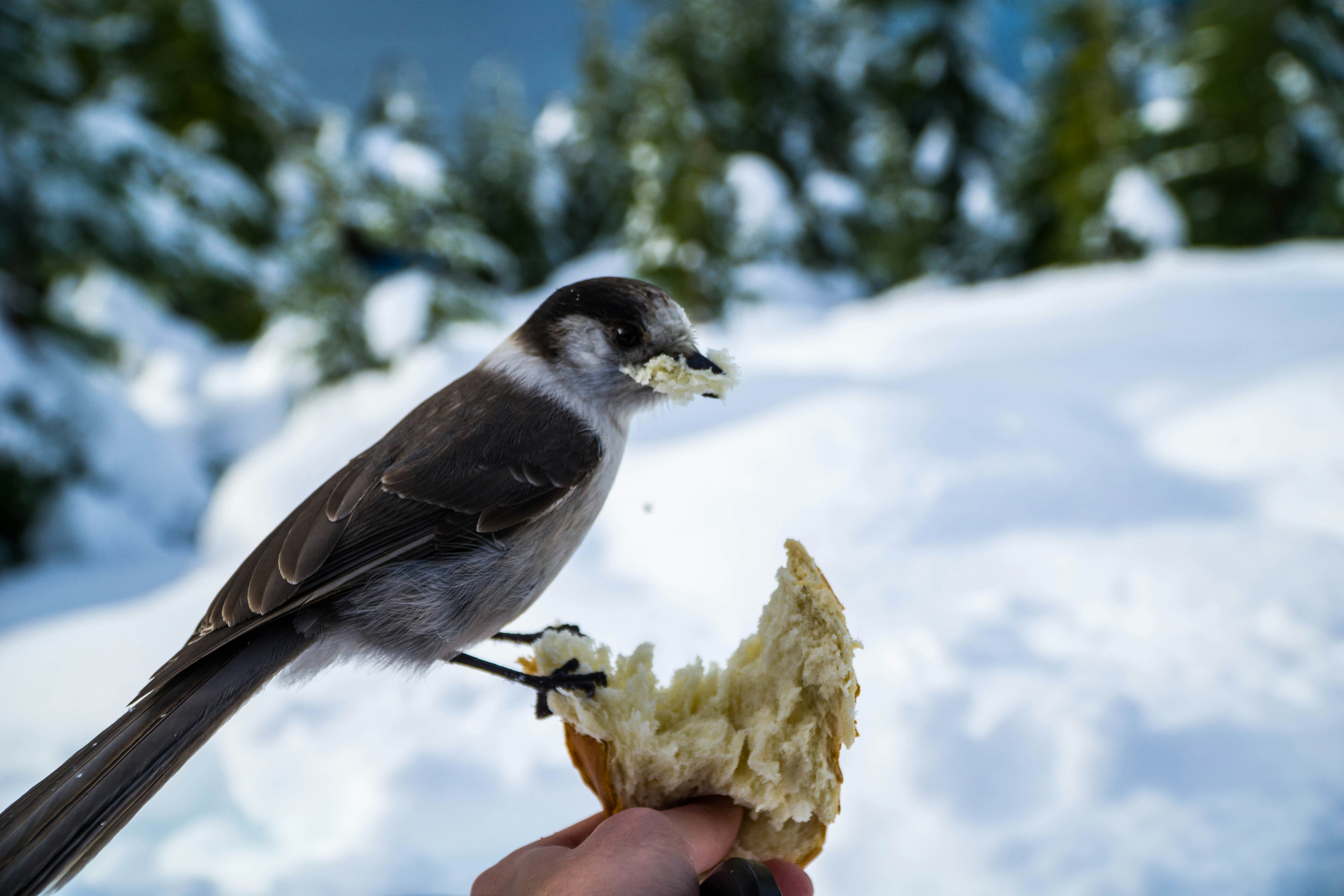 Winter Snack Break: Magpie Feasts on Bread Beneath Snow