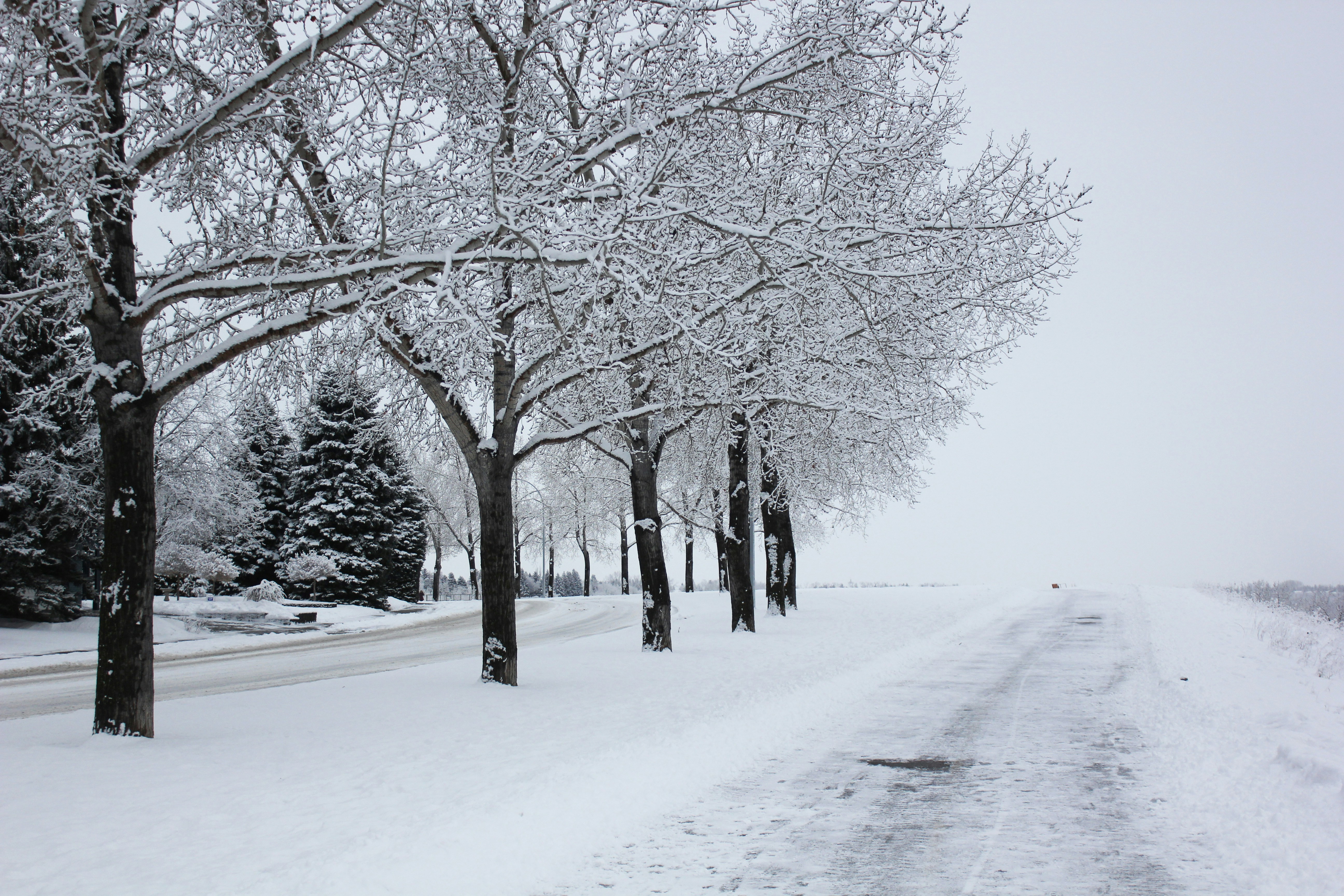 Snow-covered trees line a quiet road, creating a serene winter landscape.
