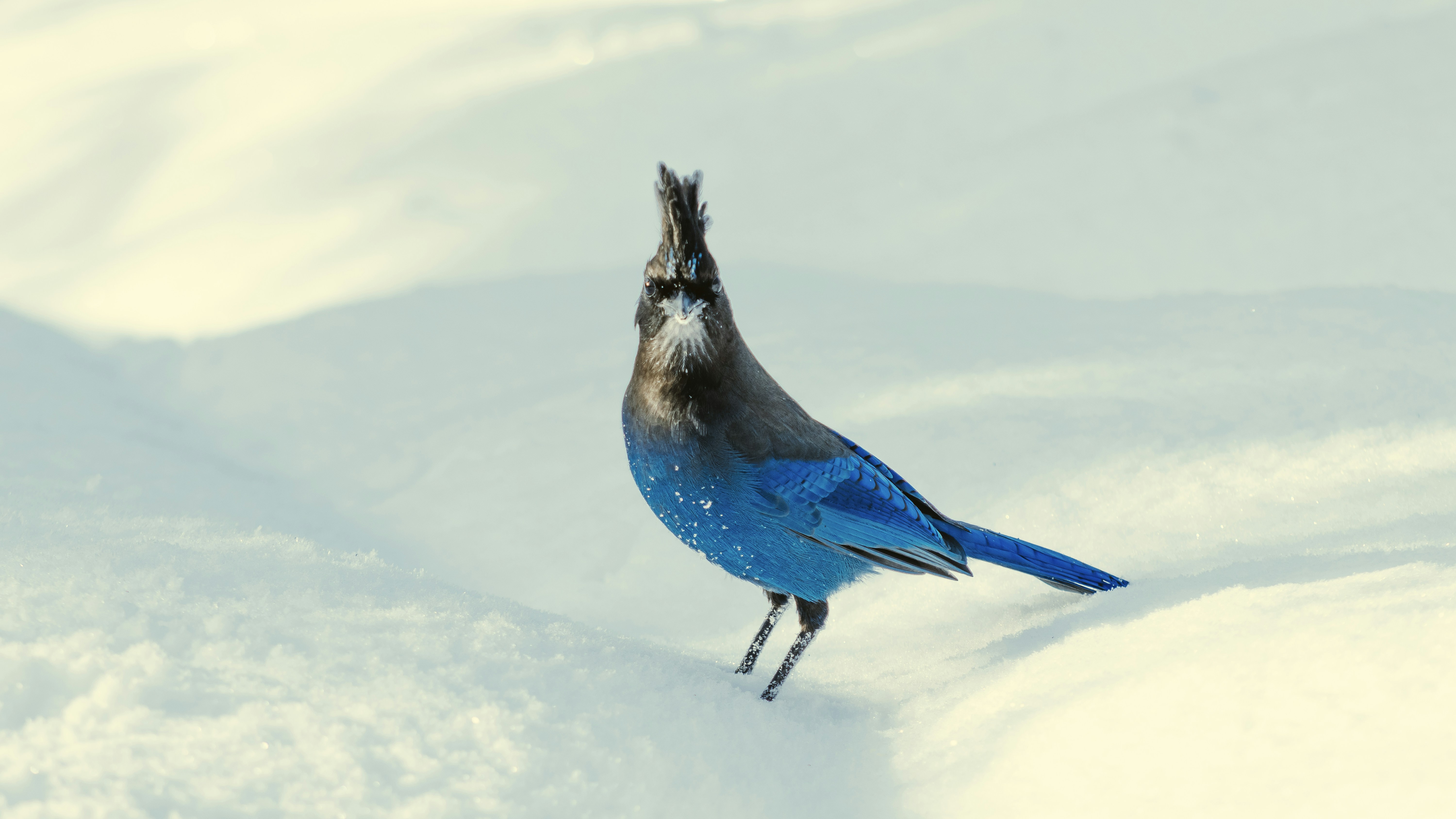 Azure Crest Against a Winter Snowfield