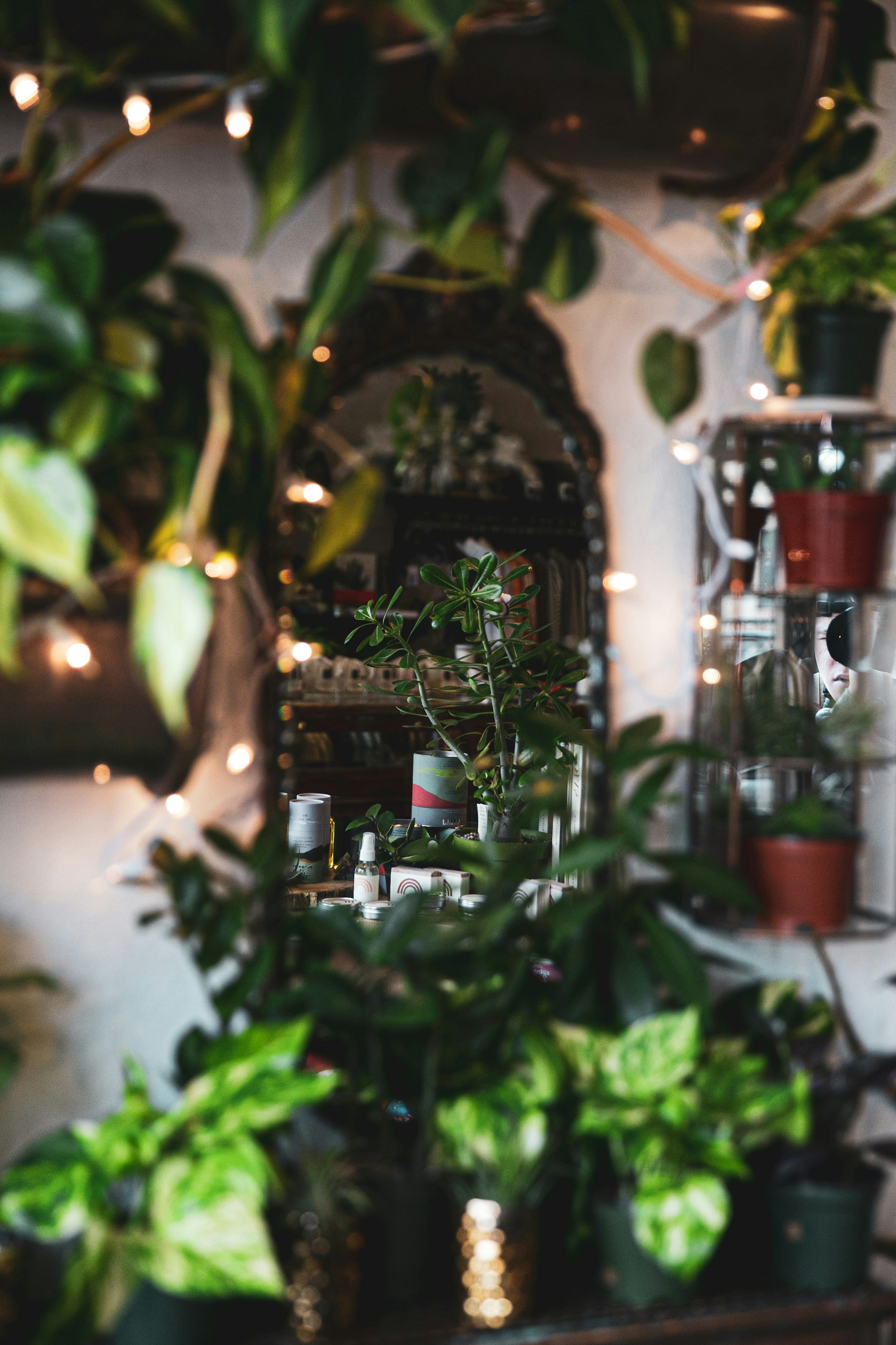 Whispers of Green and Light in a Cozy Plant-Shop Interior