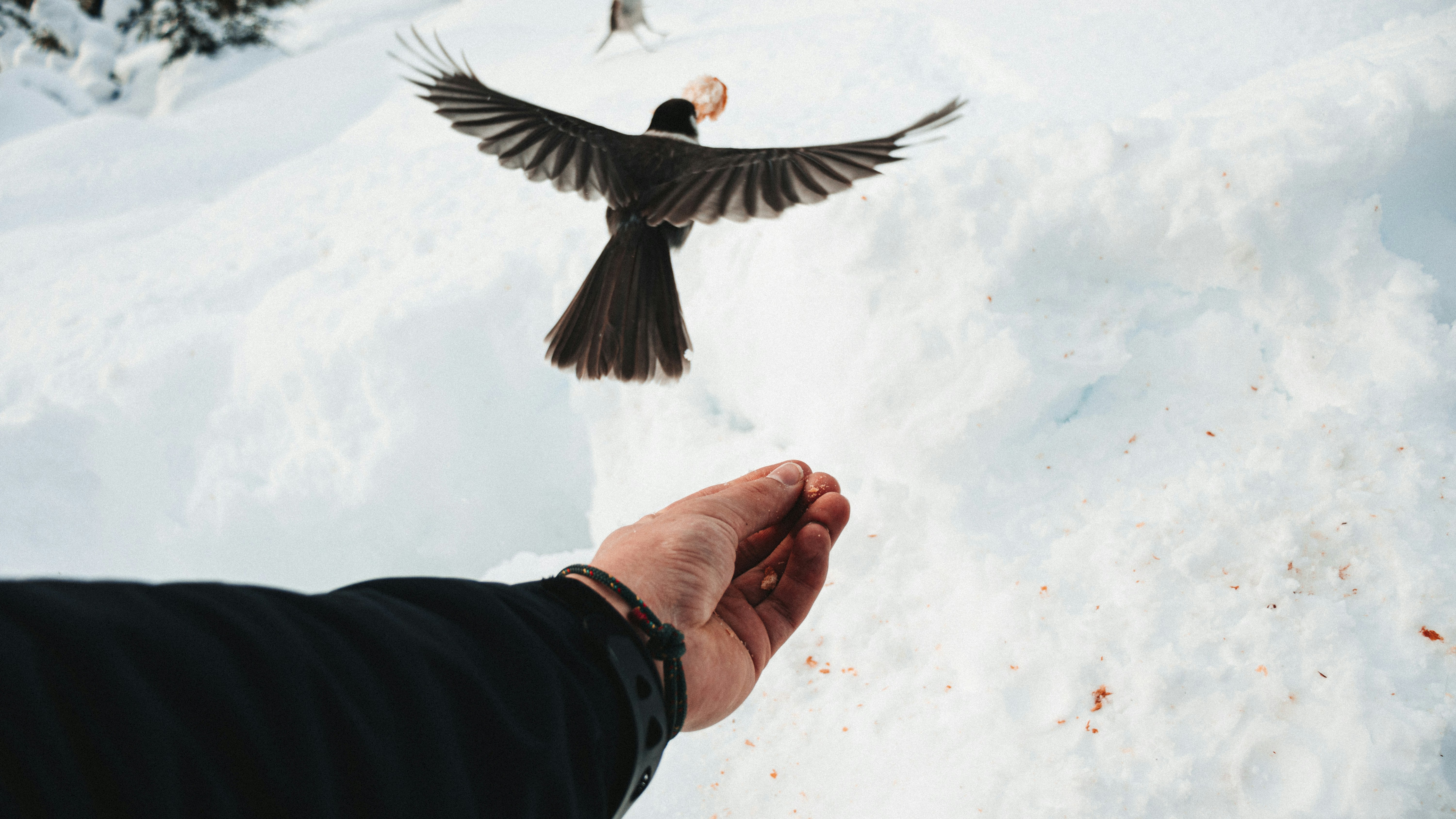 Bird flying