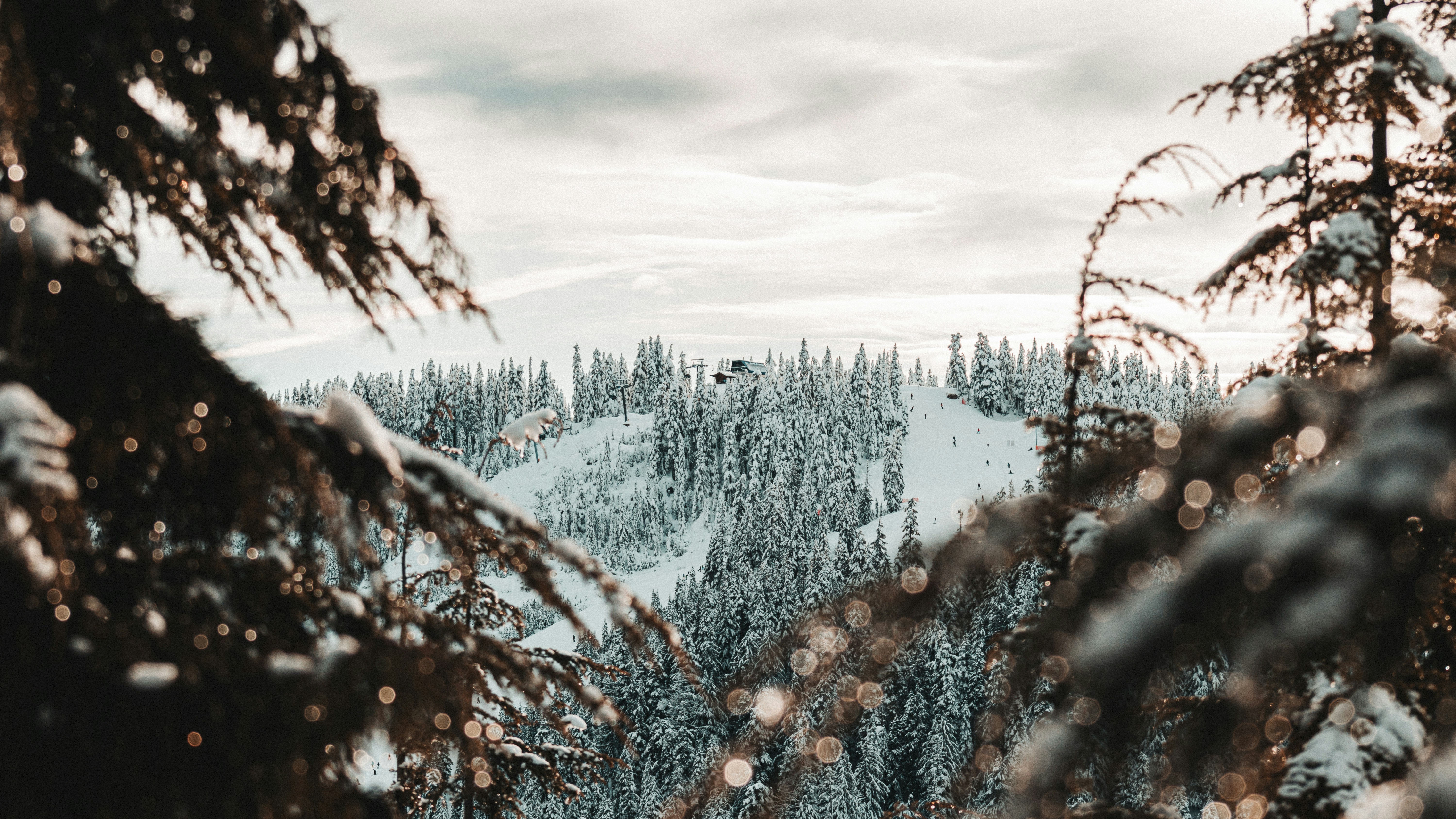 Snow-covered hills framed by evergreen branches under a cloudy sky.