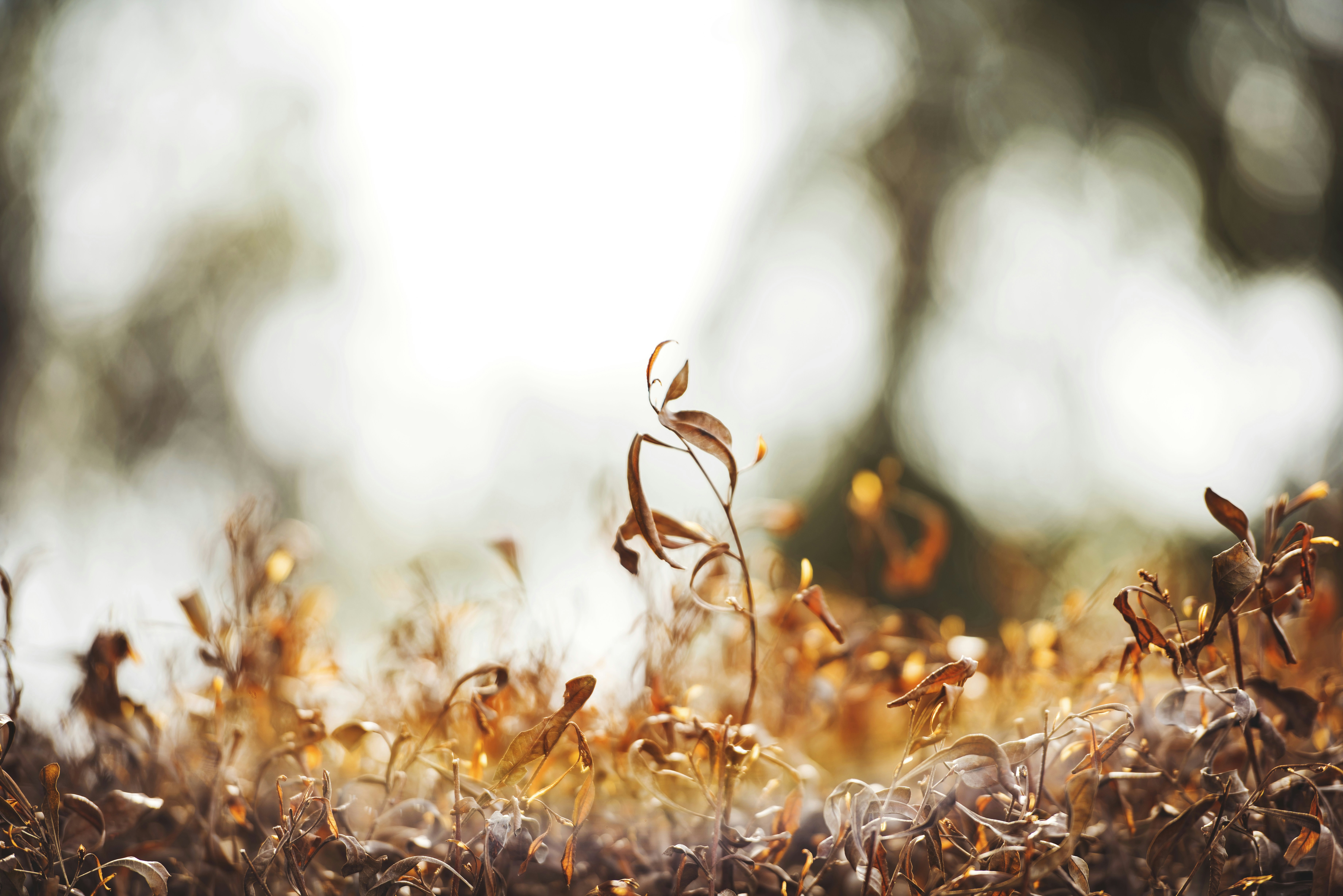 A Lone Ember Leaf Amid a Bronze Sea