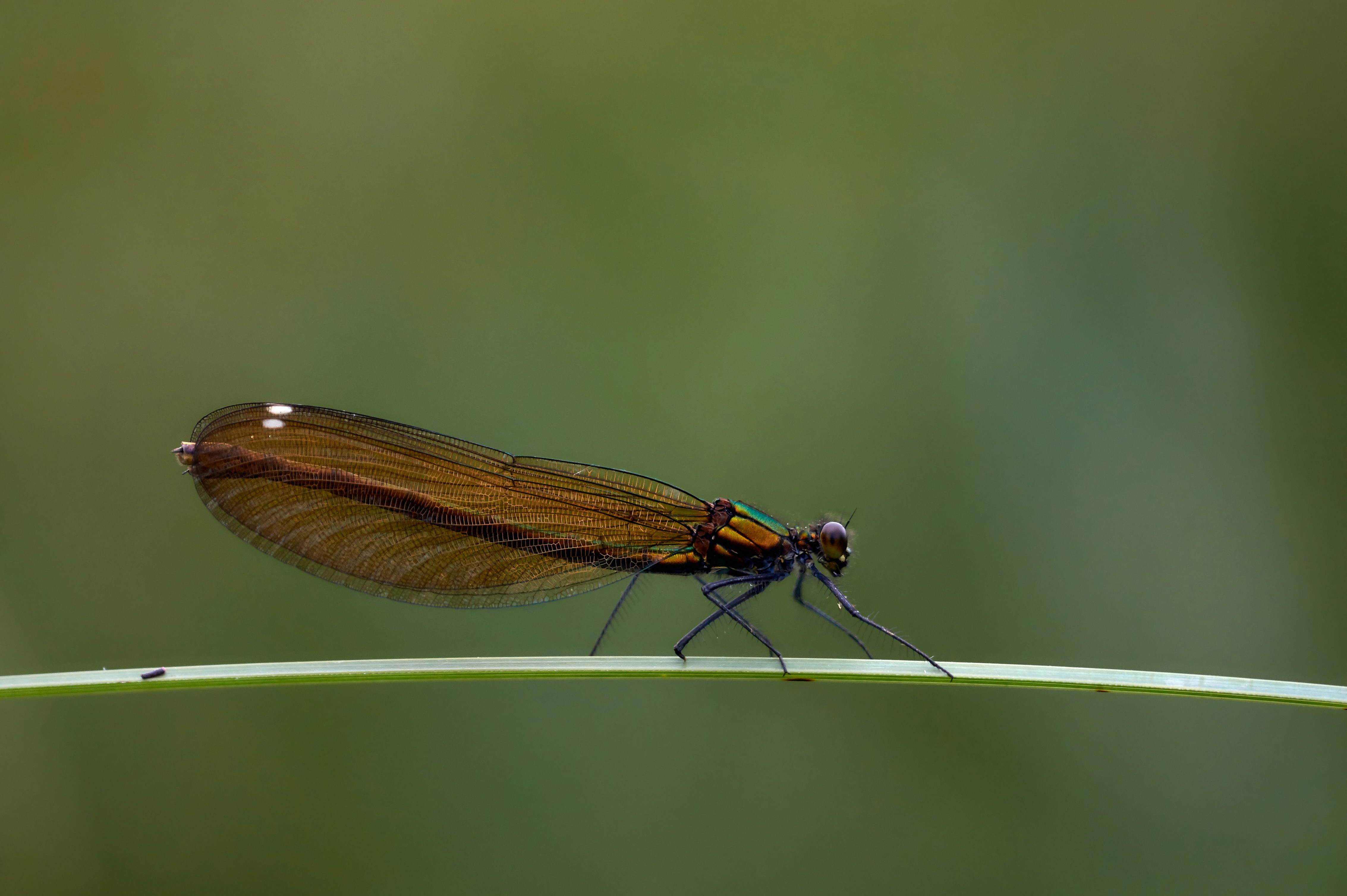 A dragonfly balances gracefully on a slender blade of grass, showcasing its iridescent wings against a softly blurred background.