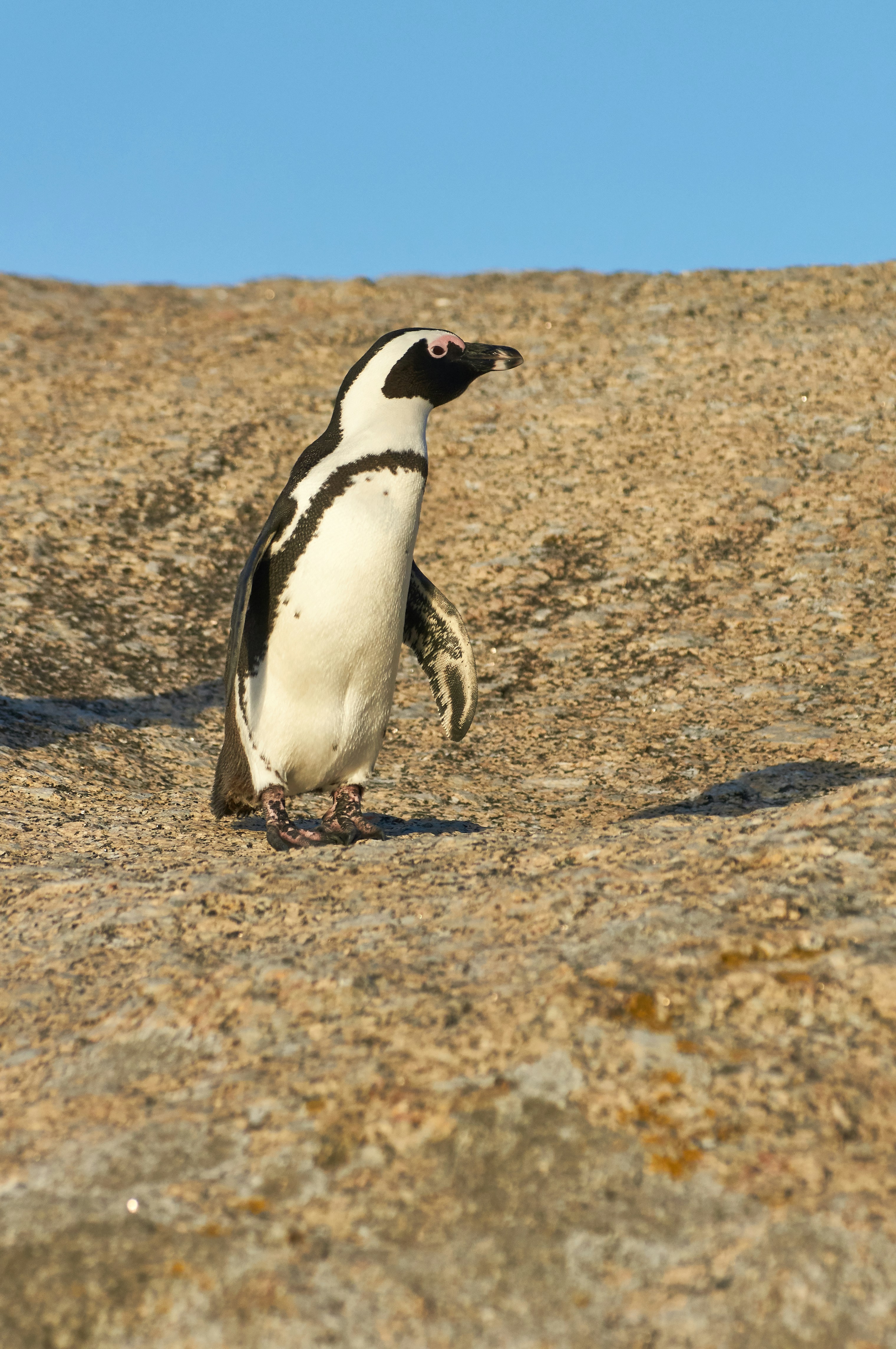 African penguin standing on a sunlit rock, showcasing its distinctive black and white plumage against a clear blue sky.