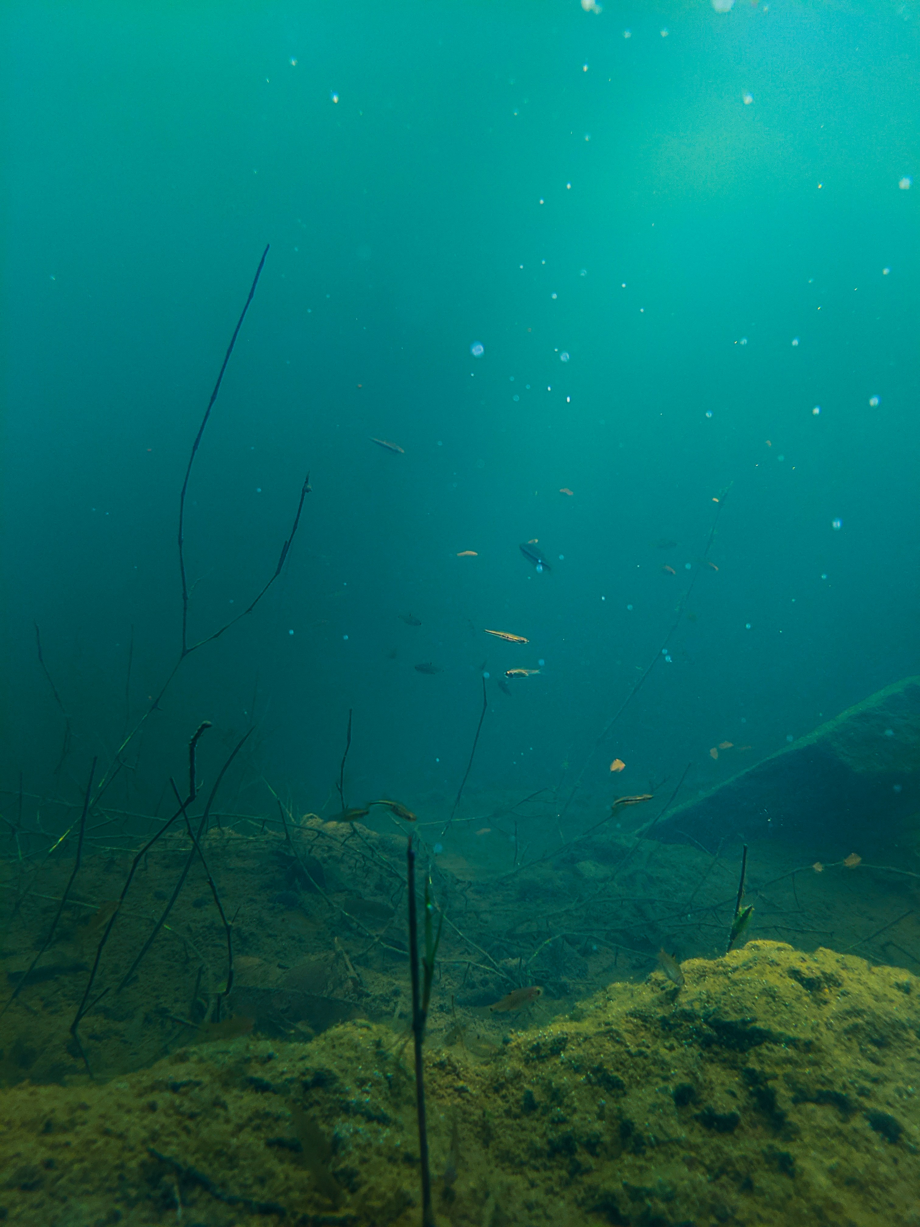 Underwater Meadow: Submerged Silhouettes and Quiet Current