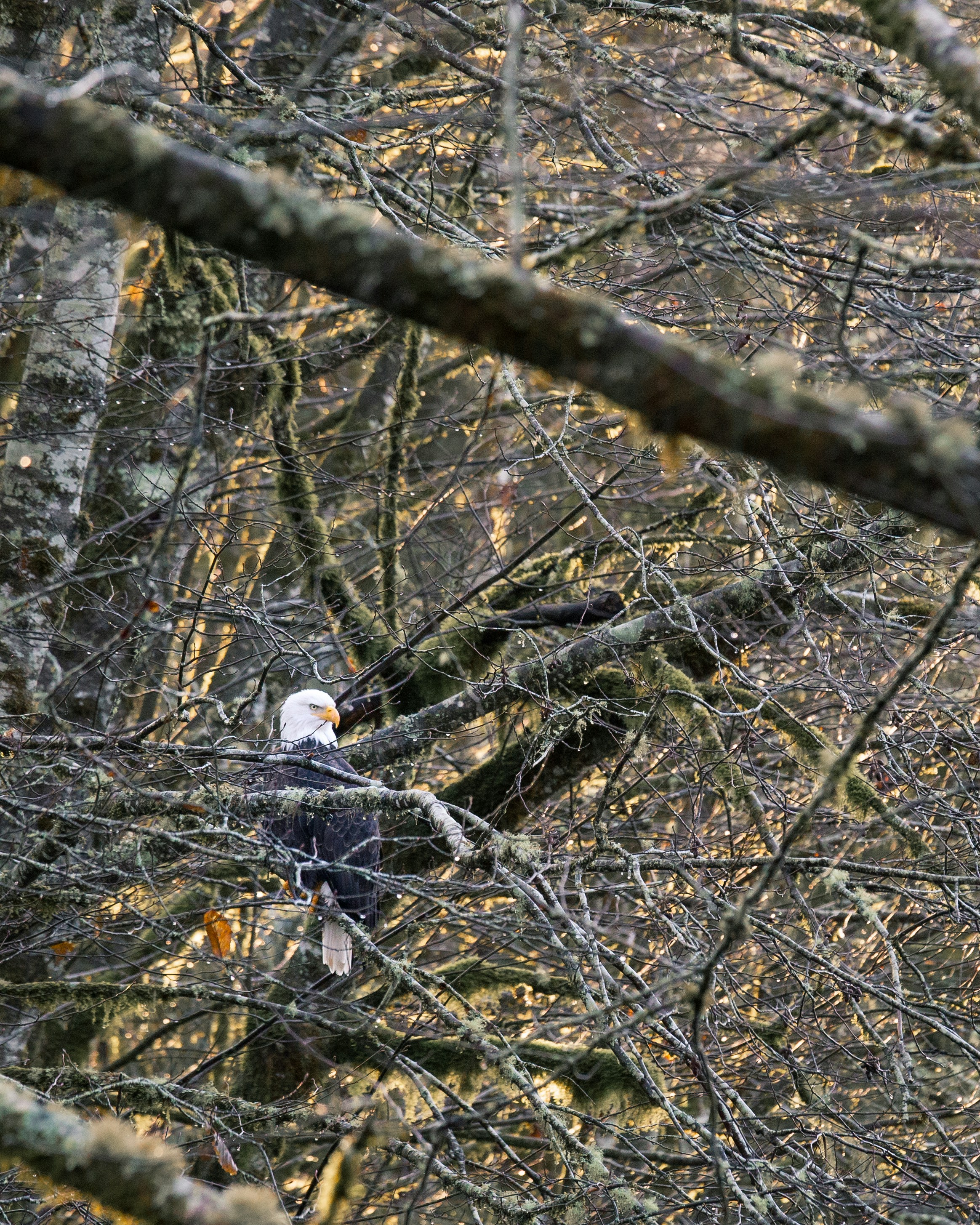 Bald Eagle Perched Amid a Web of Winter Branches