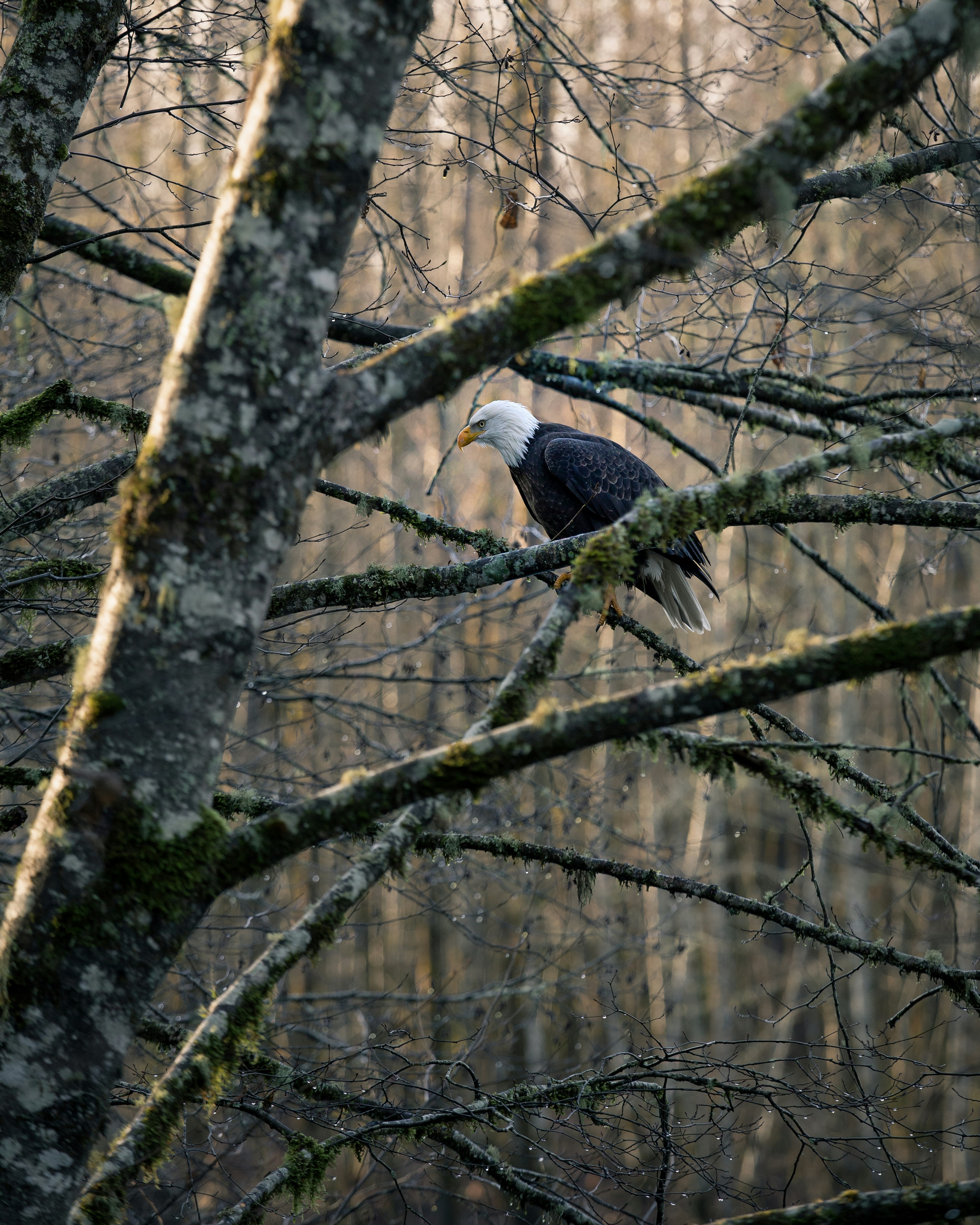 A bald eagle in the forest. 