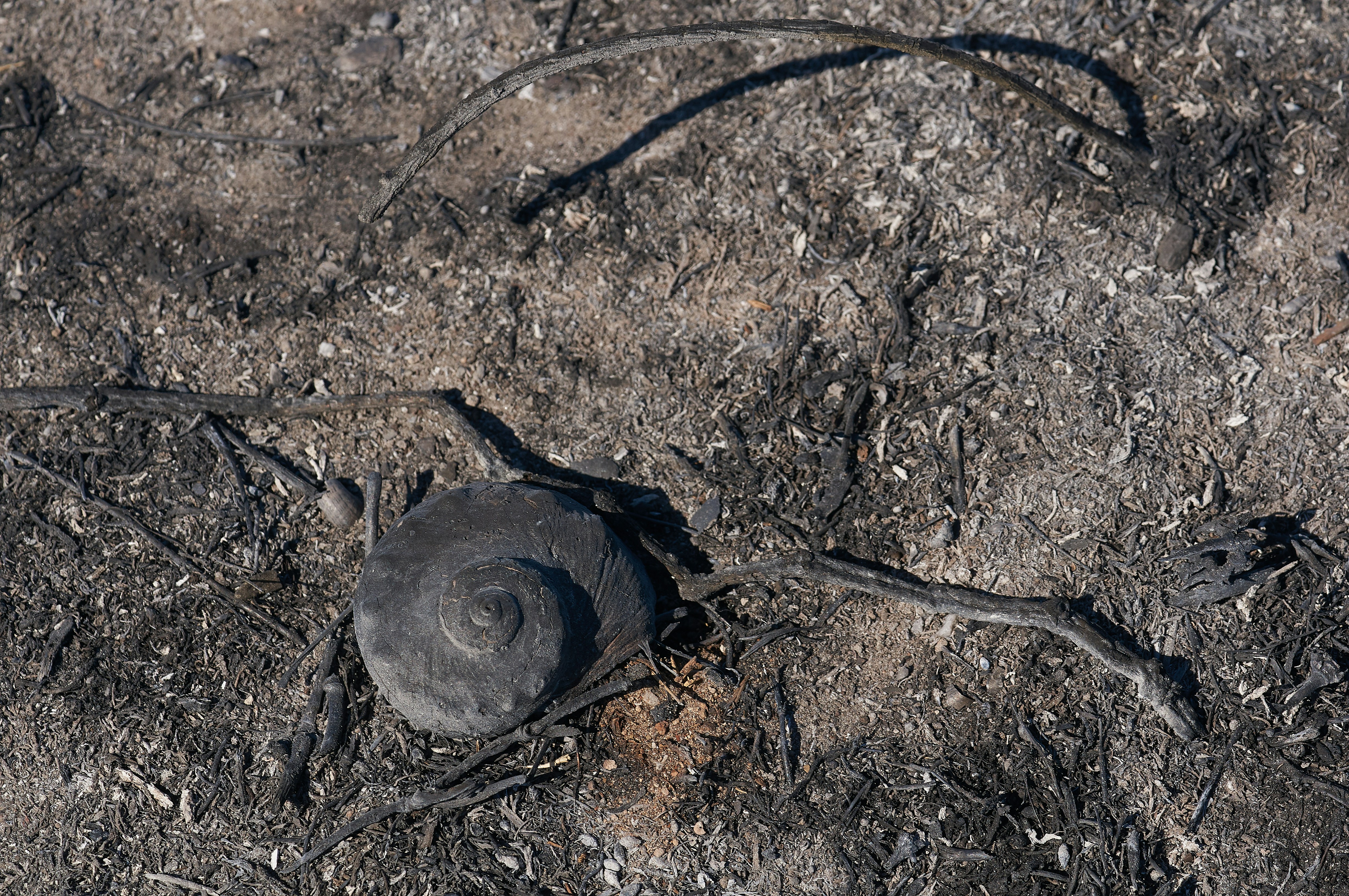 Gray snail shell resting on burnt ground amidst dried vegetation.