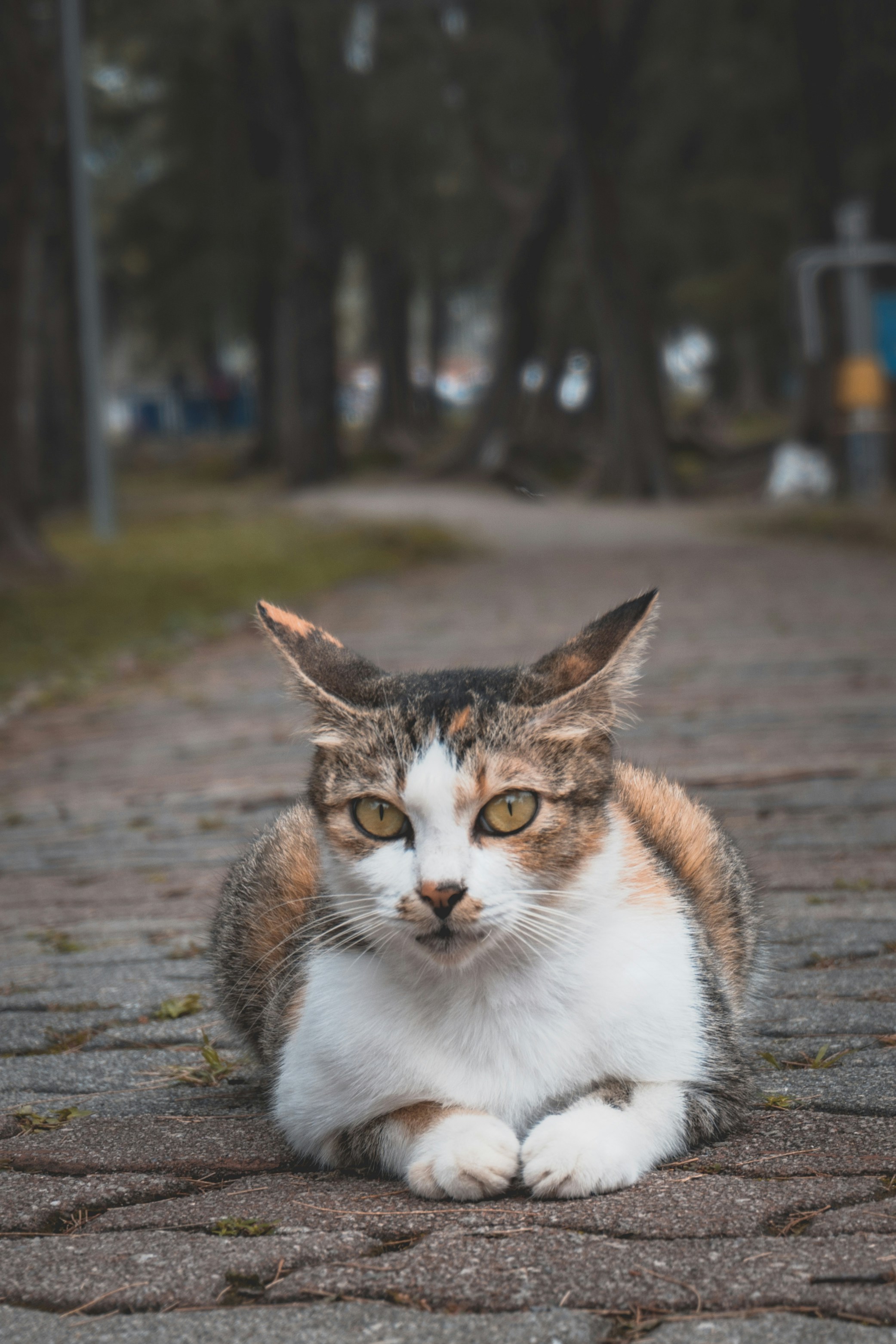 selective focus photography of white and black cat on pathway