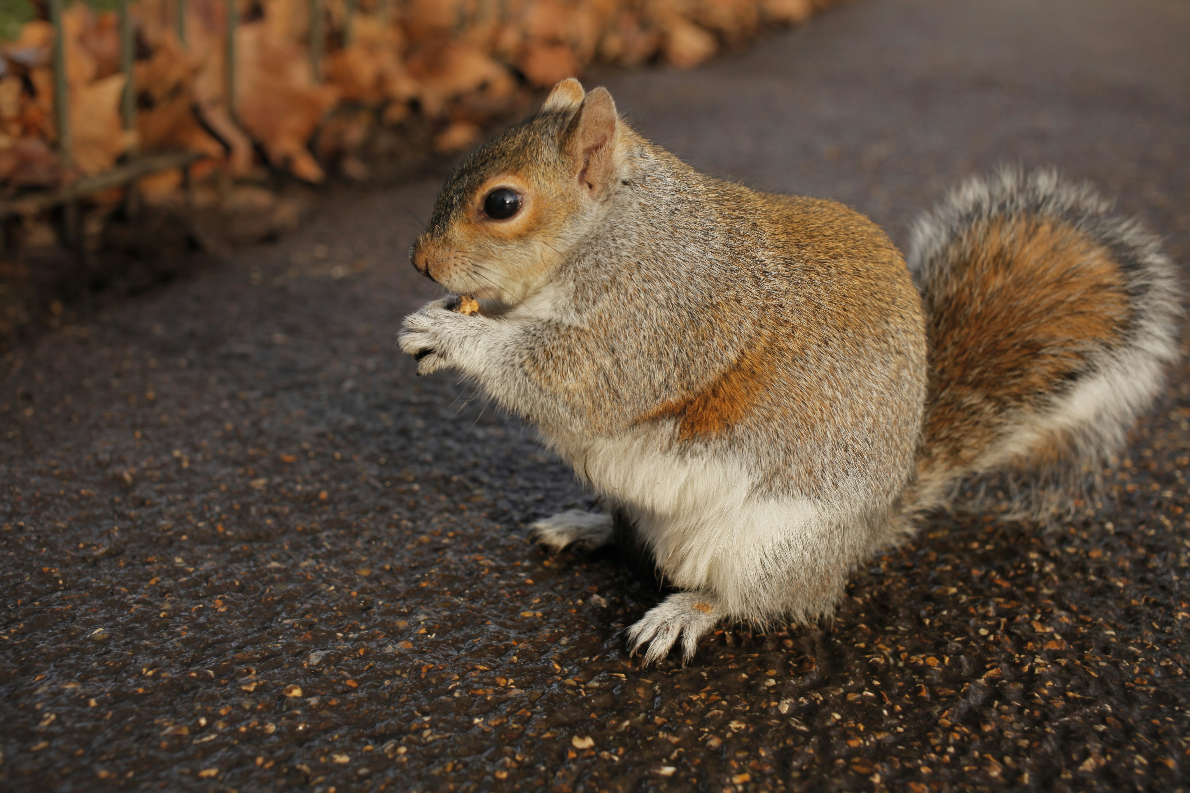 Squirrel in London