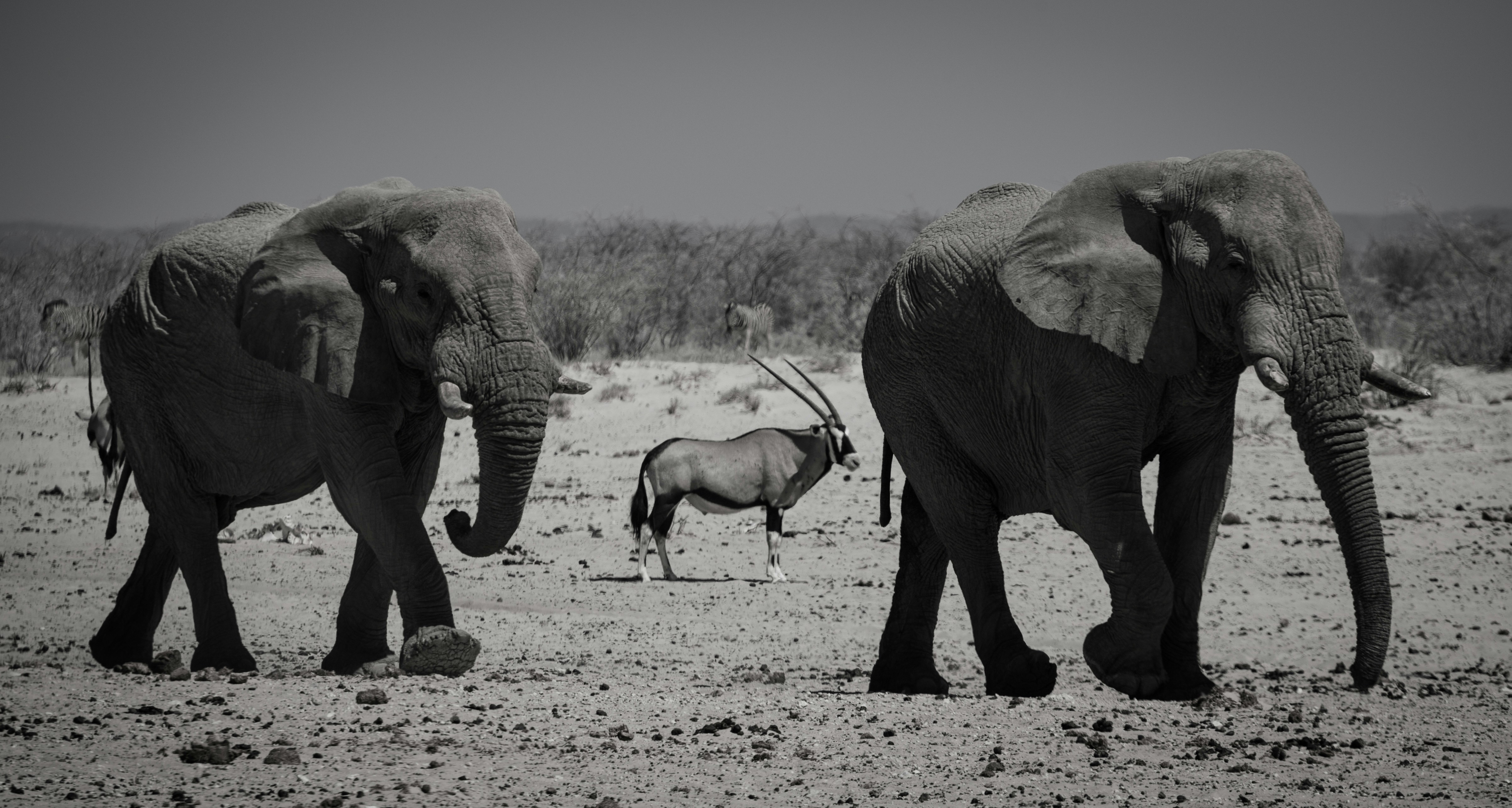 Between Giants and the Lone Sentinel: A Black-and-White Savanna Moment