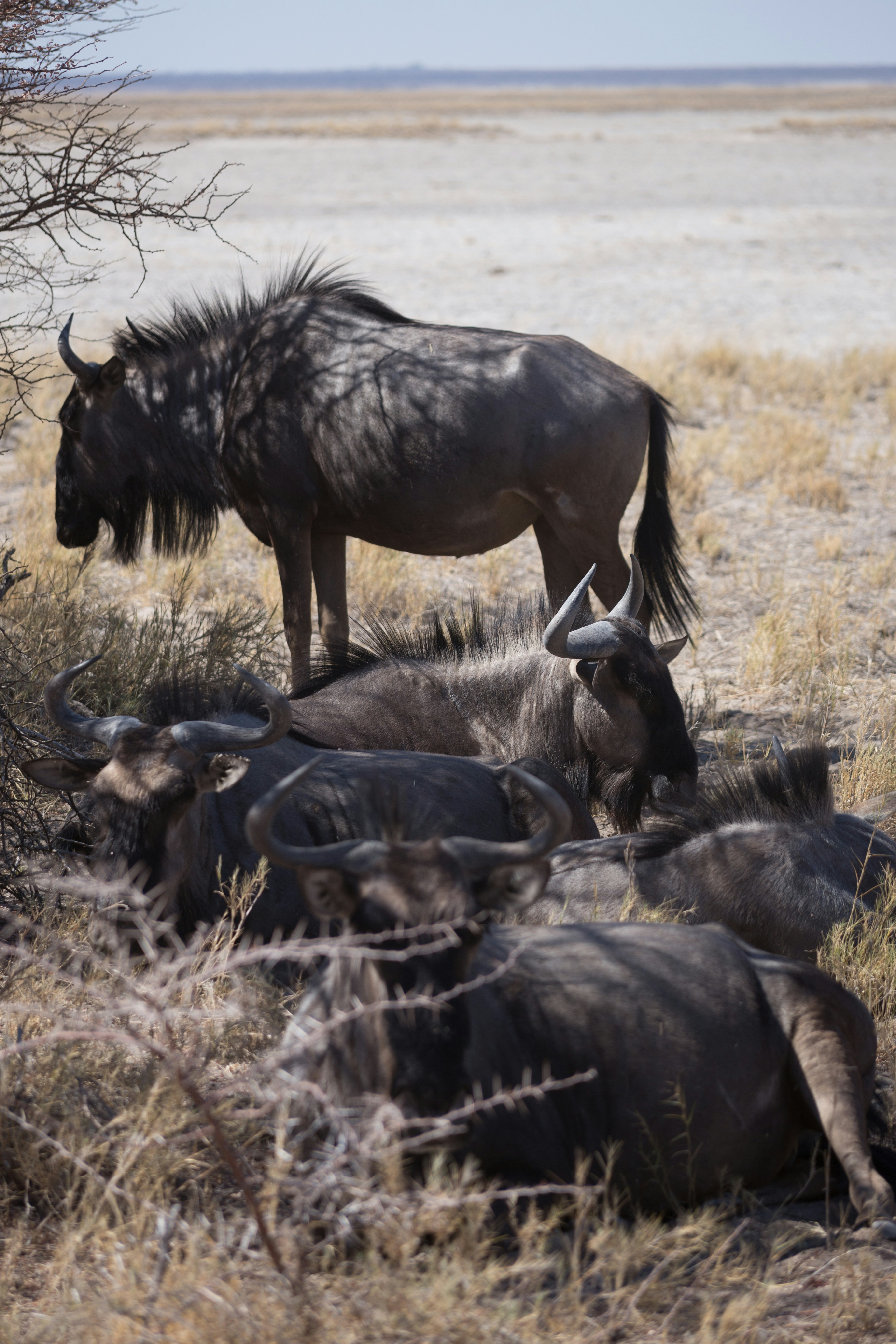 Foto Animales grises en el desierto – Imagen Gris gratis en Unsplash