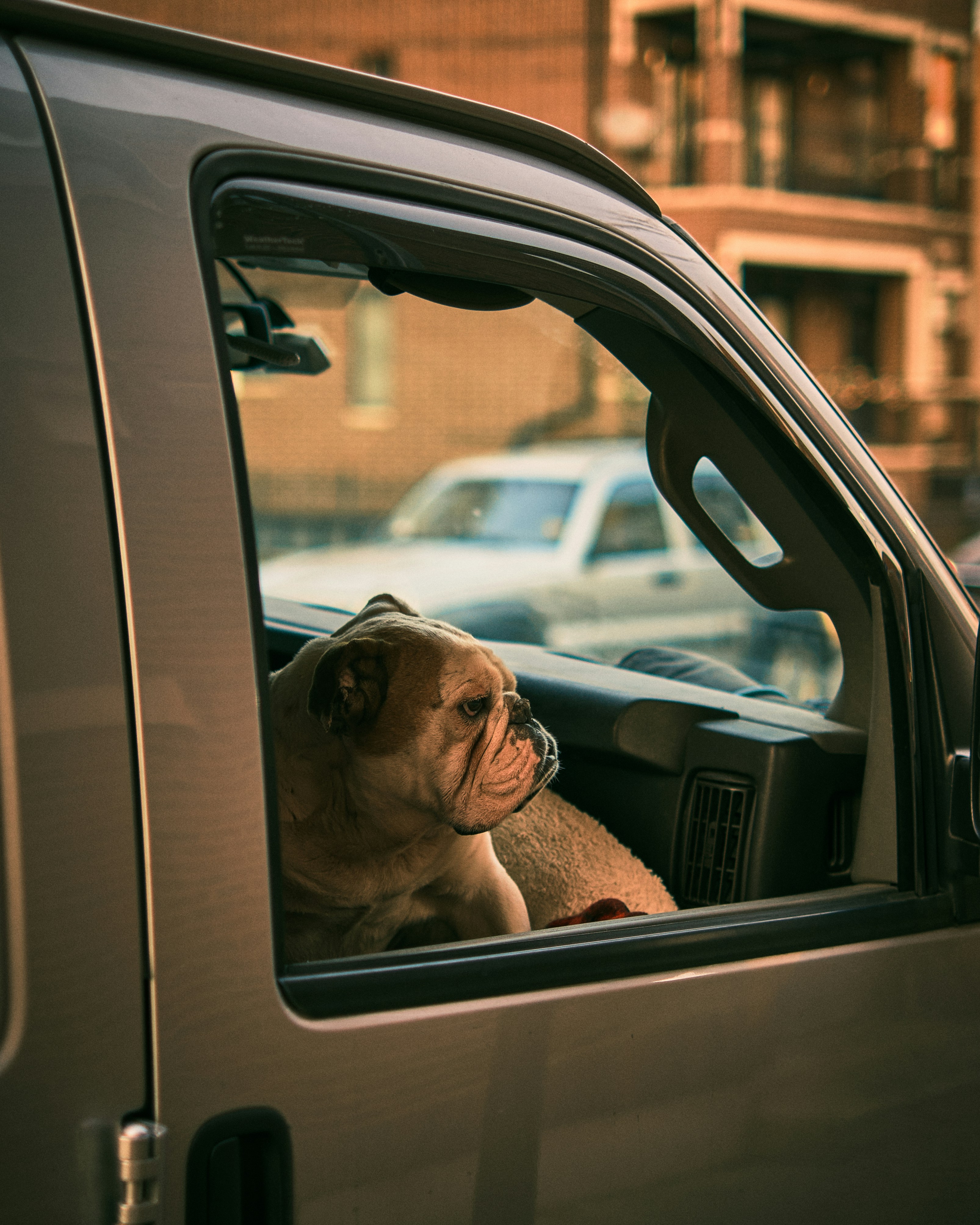 Bulldog resting in the driver's seat of a parked van, gazing out the window. The urban backdrop adds a casual atmosphere.