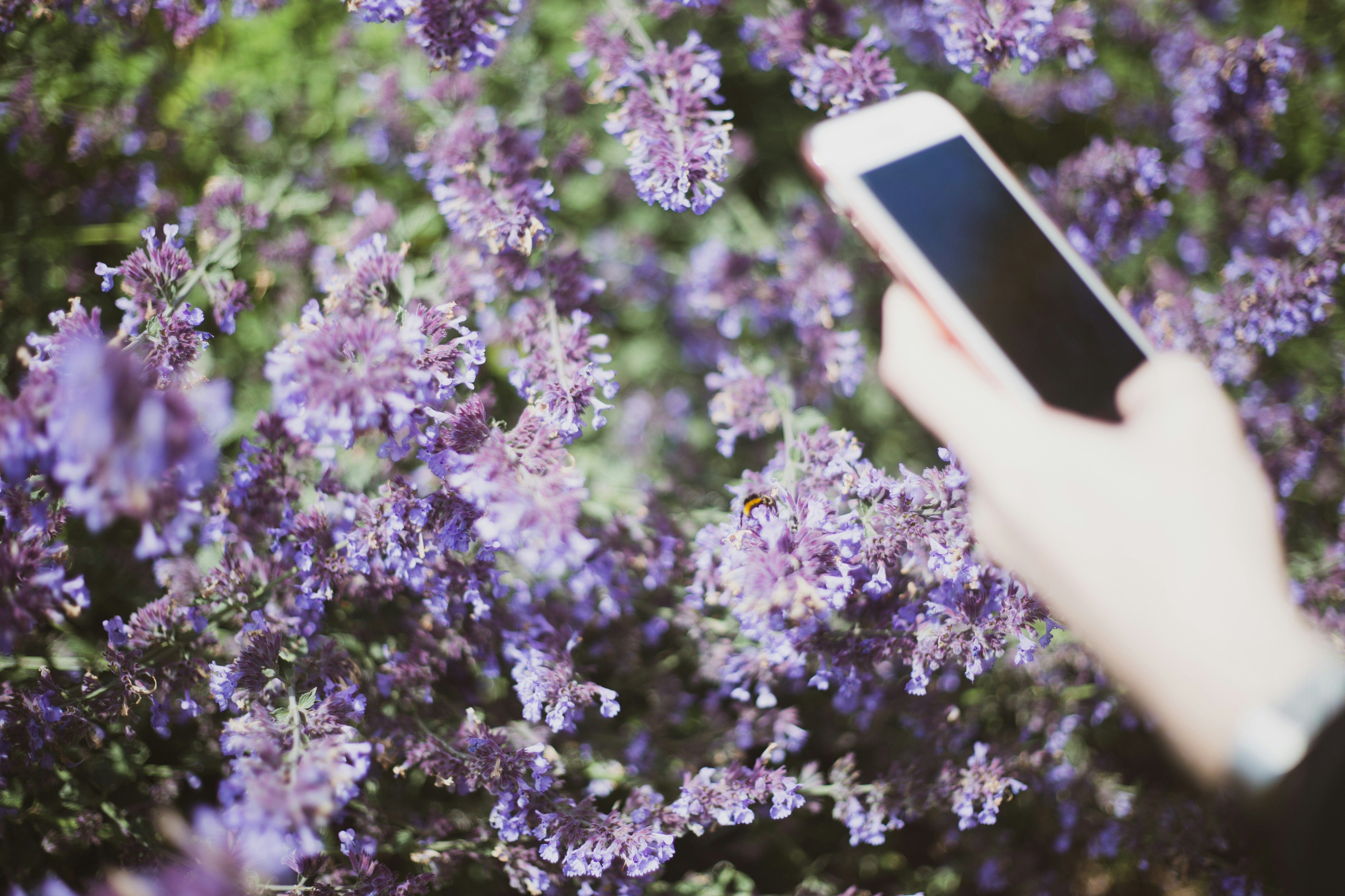 Lavender Glance: A Hand Held Among Blooms