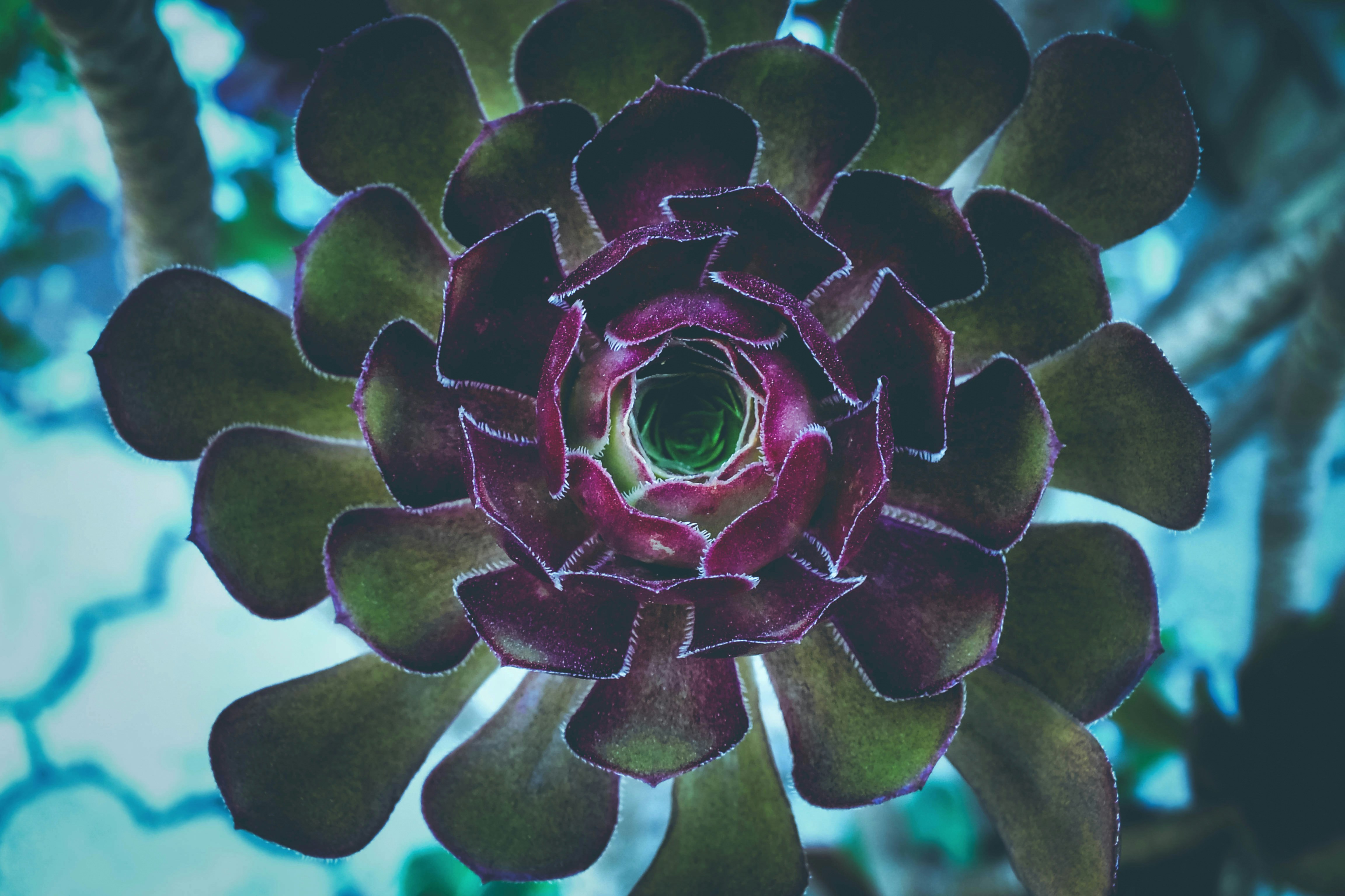 Fotografía macro de flor de silibo en flor foto – Imagen de Planta ...