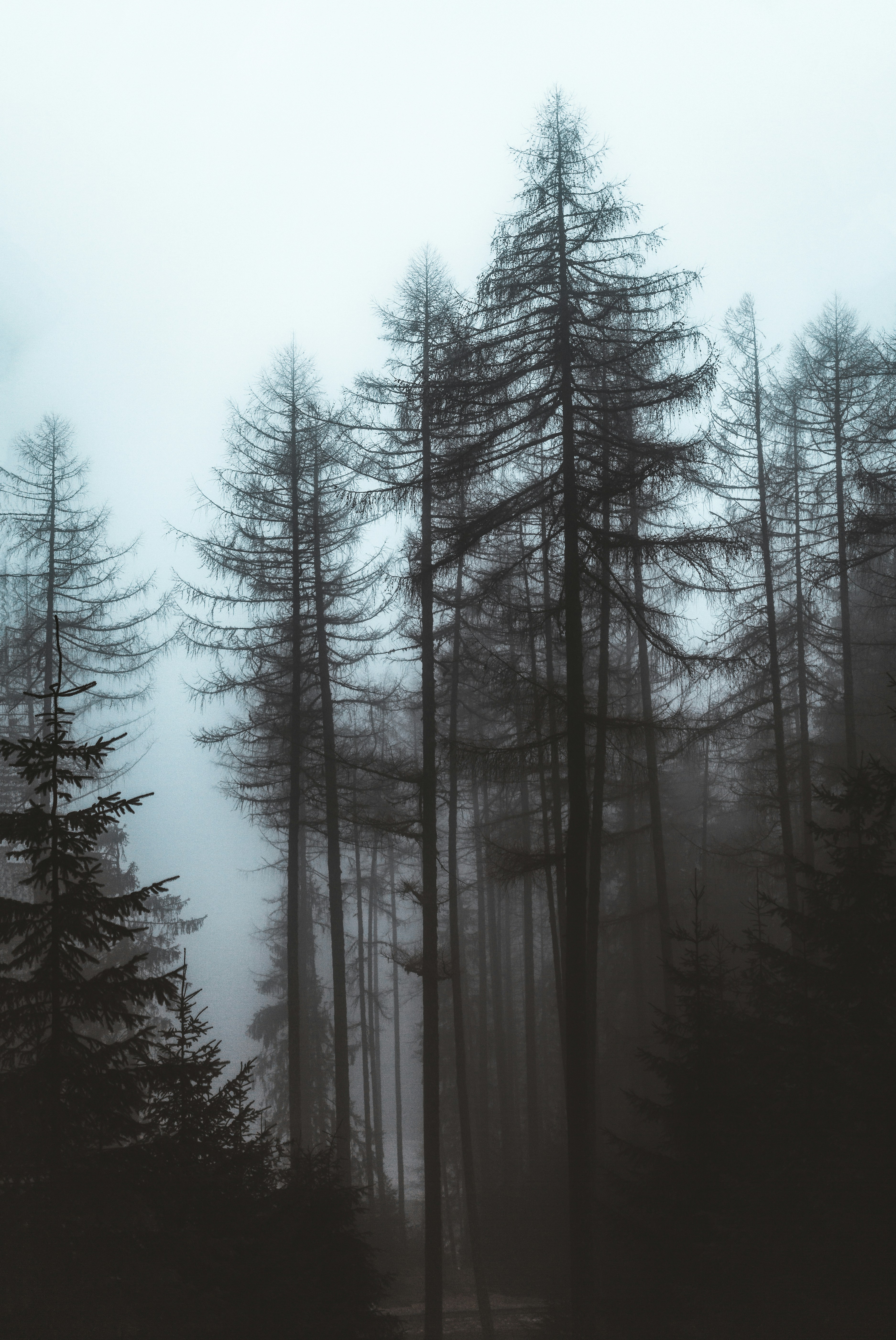 Trees during day photo – Free Nature Image on Unsplash