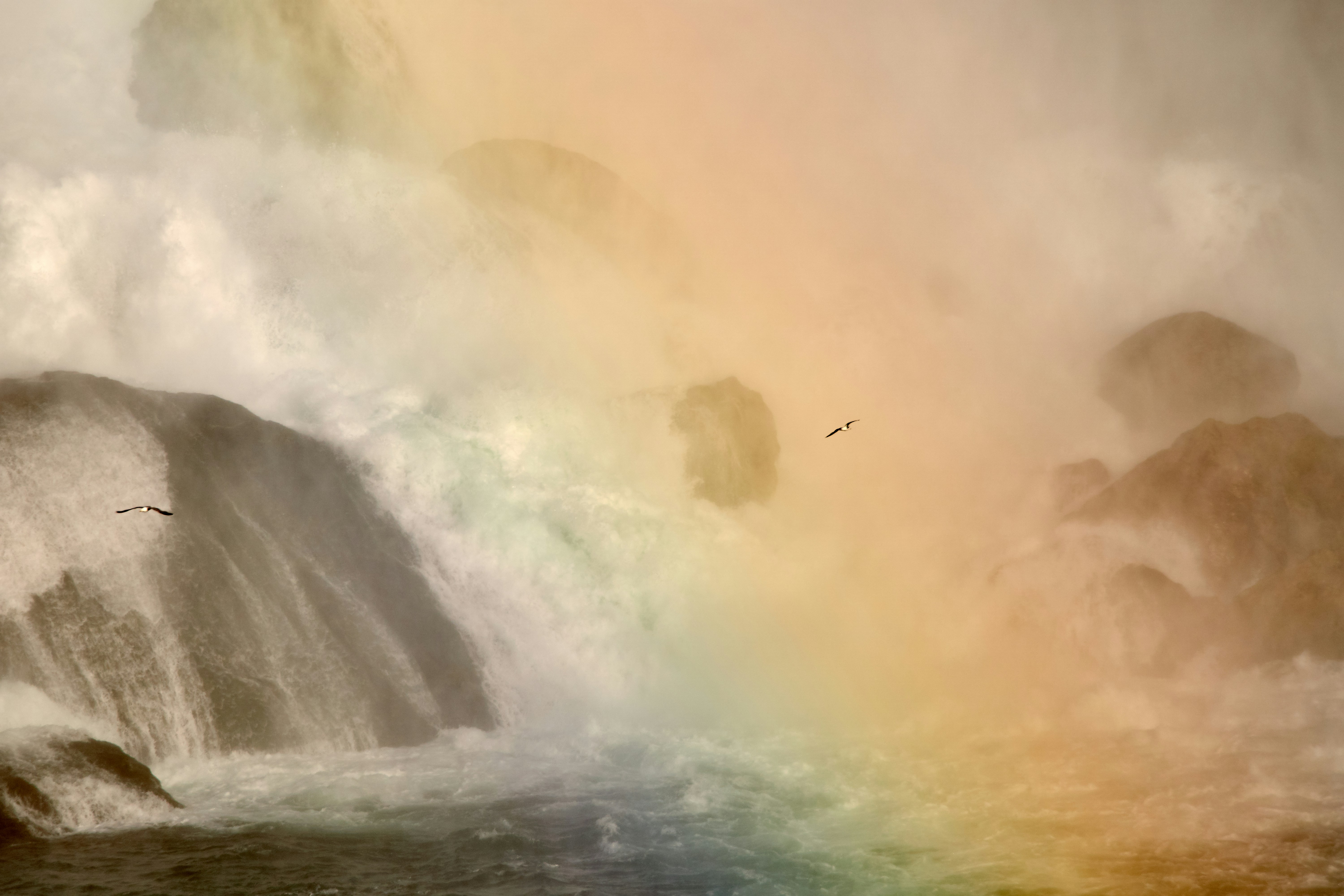 seagull flying into the rainbow taken at Niagara fall 