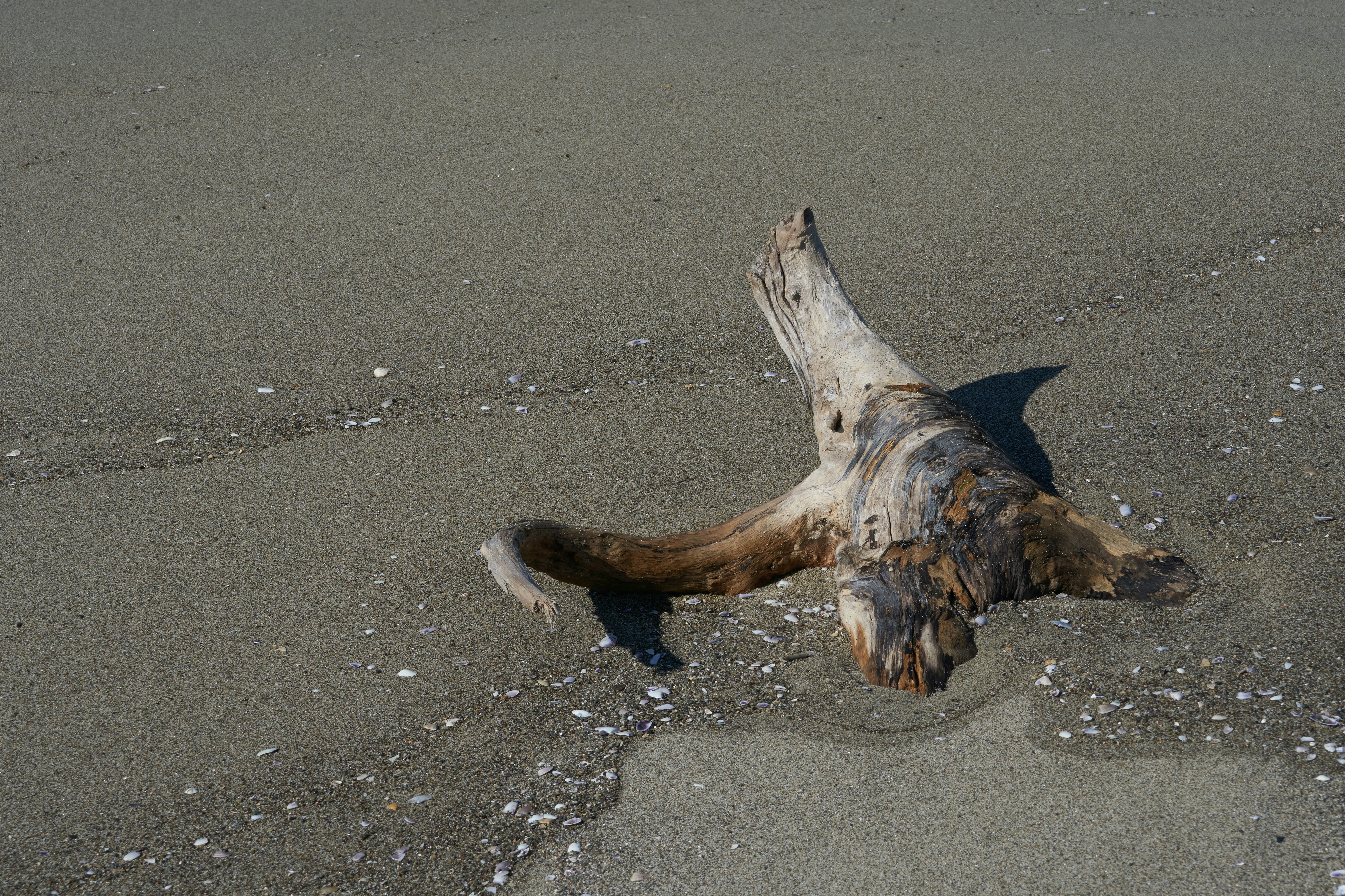 Driftwood Sentinel on a Quiet Shore