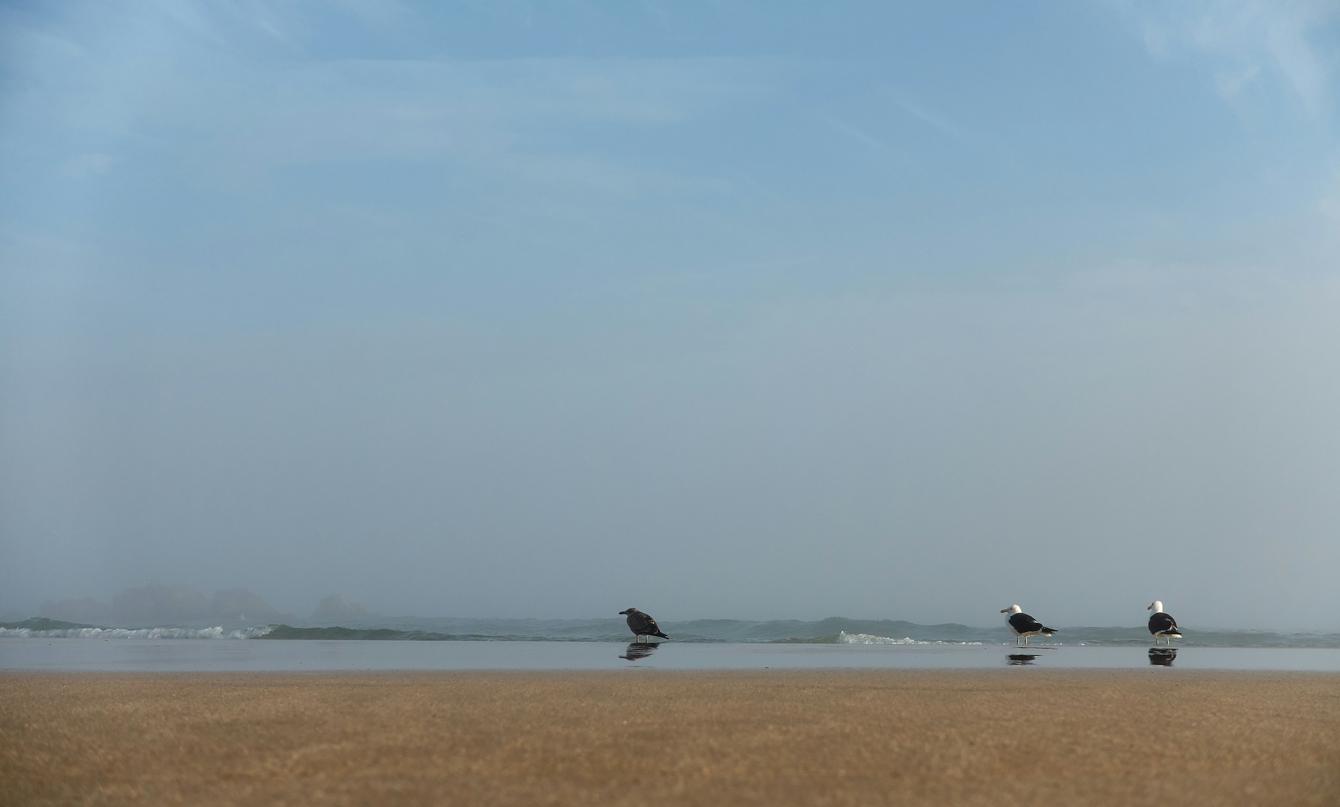 Three birds wading along a misty shoreline, with gentle waves lapping at the sand. The soft colors of the sky blend seamlessly with the atmosphere.