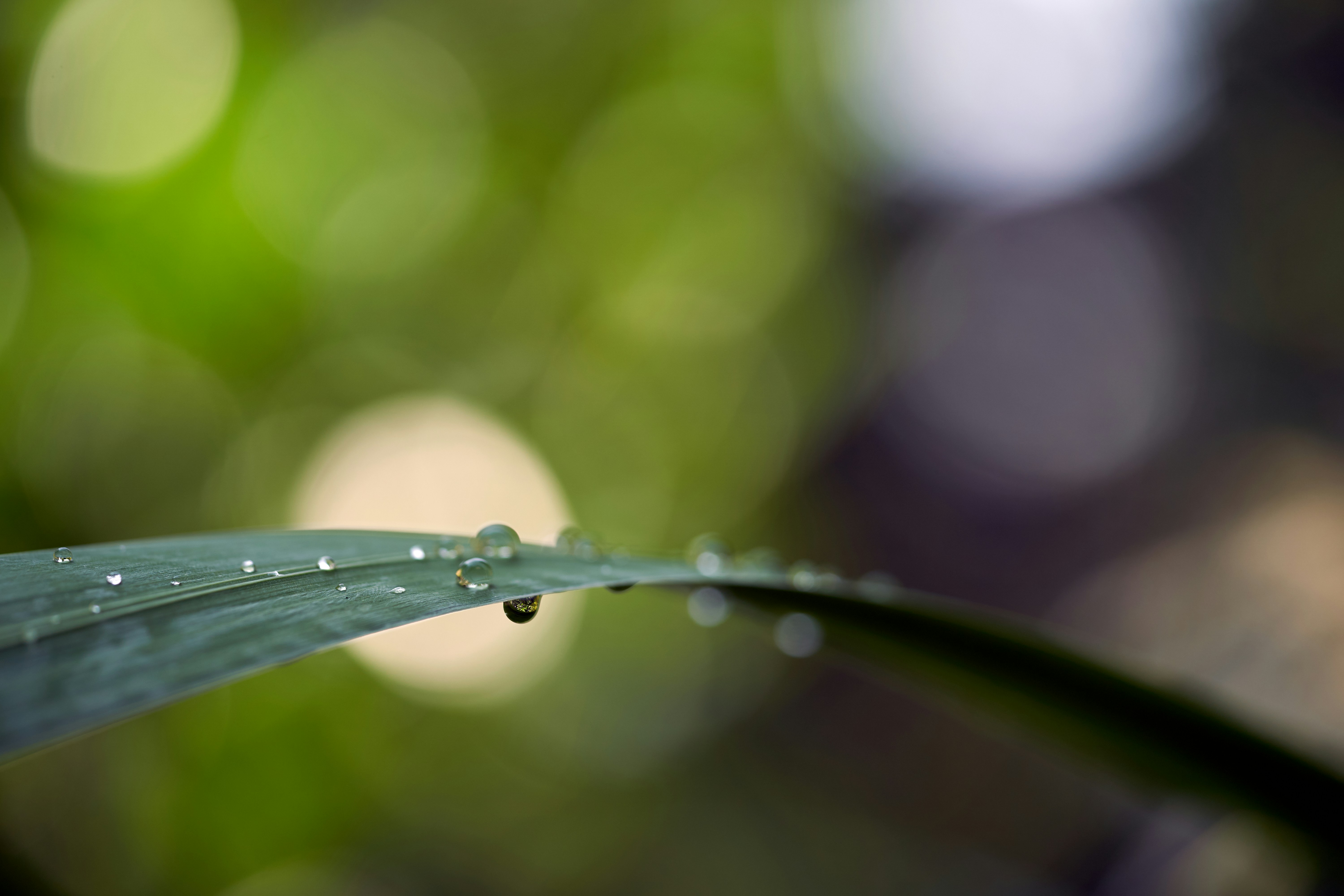 Water droplets rest delicately on a blade of grass against a softly blurred green background.