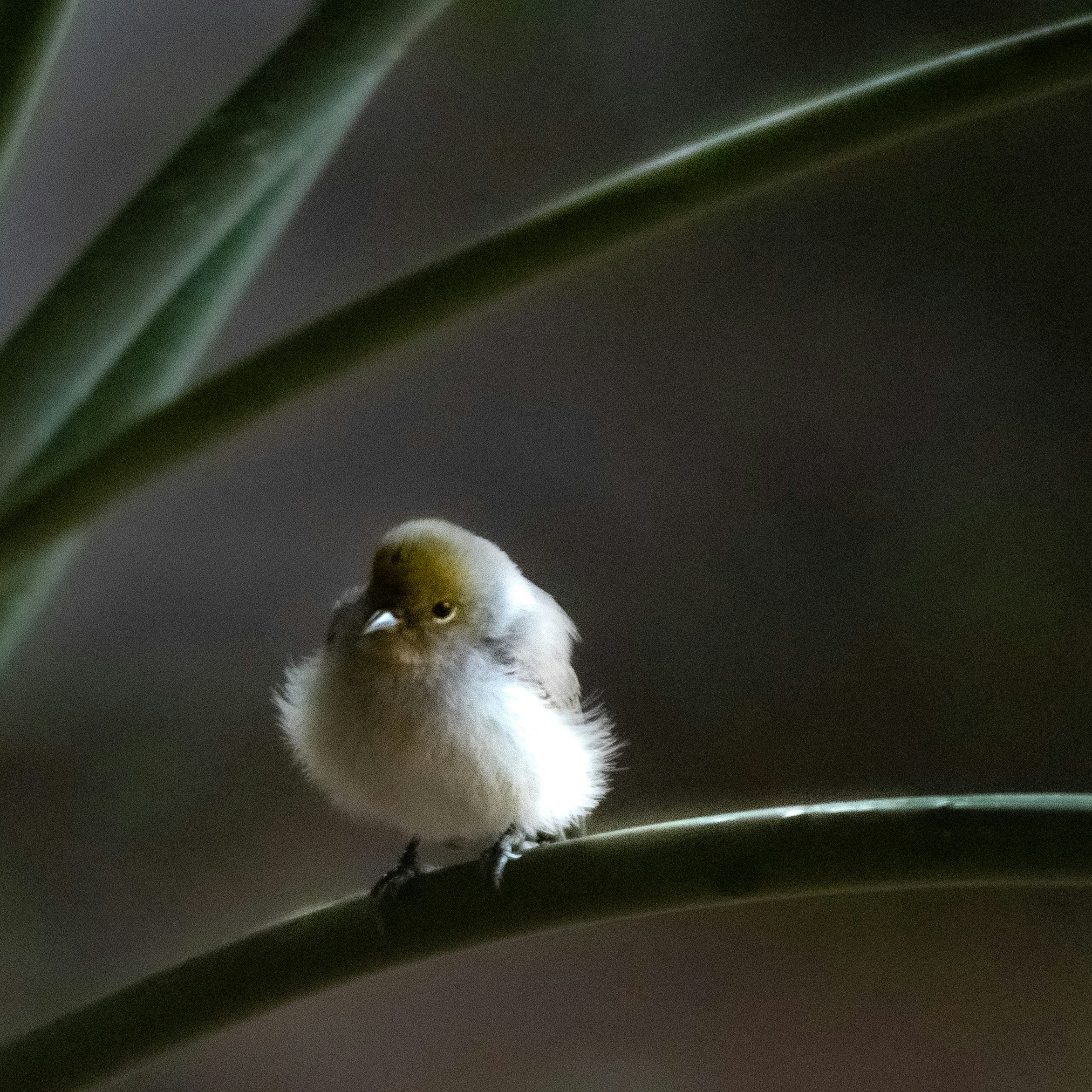 Little Bird Pictures | Download Free Images on Unsplash