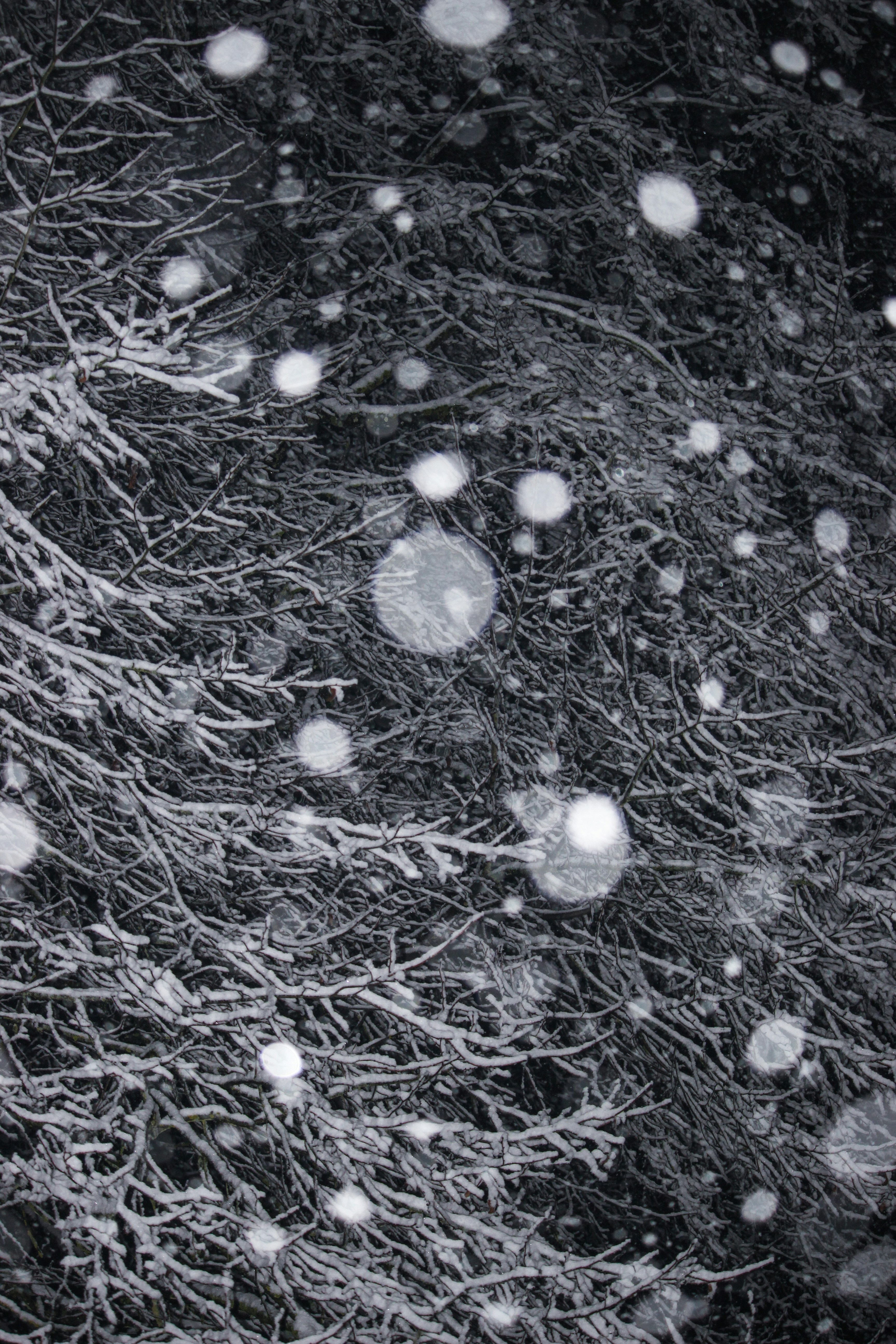 Whispering Snow: Snowflakes Adrift Among Frosted Branches