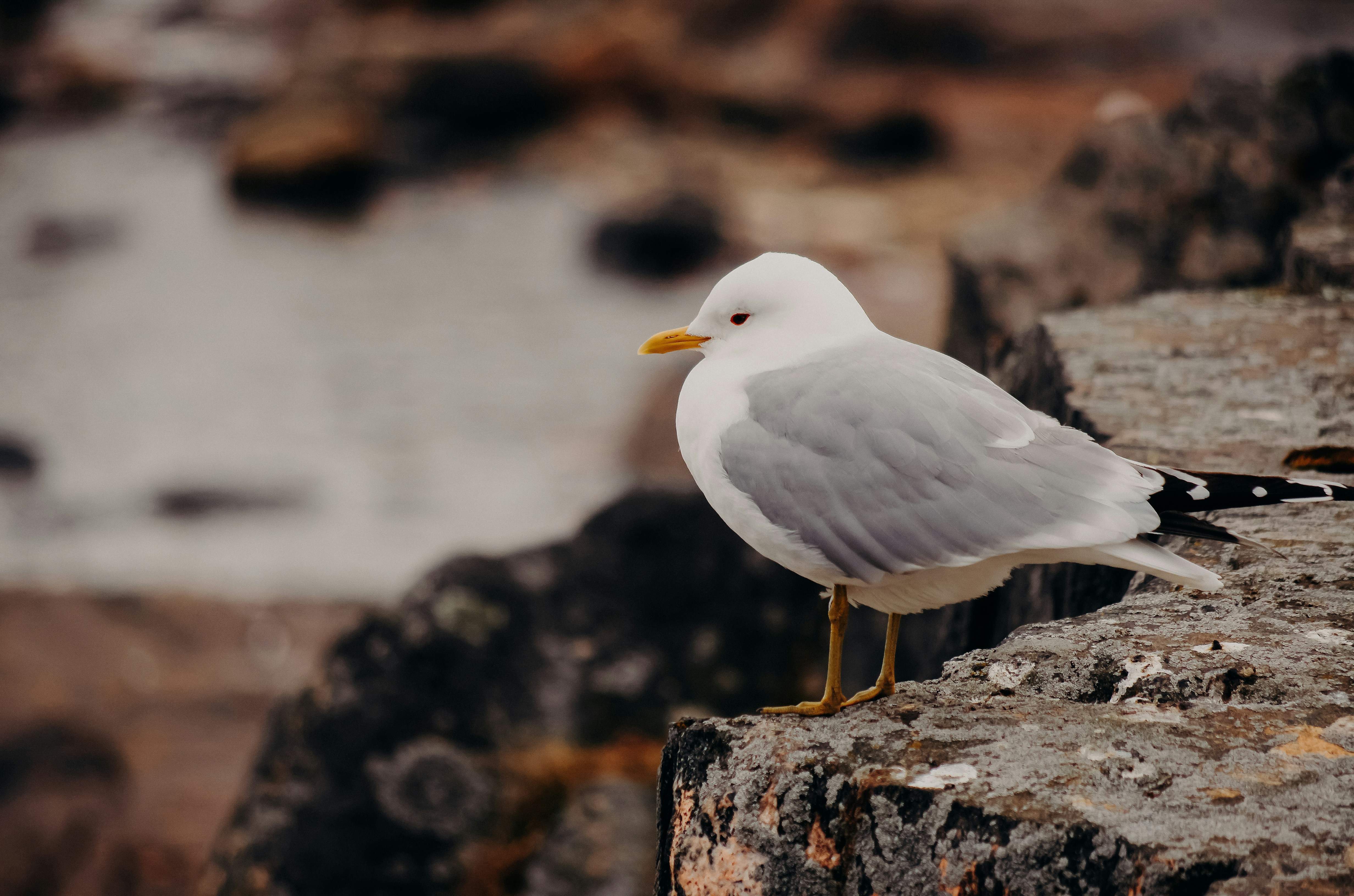 A solitary seagull perched on a rocky ledge, gazing out over a tranquil sea. The soft hues of the background create a serene atmosphere.
