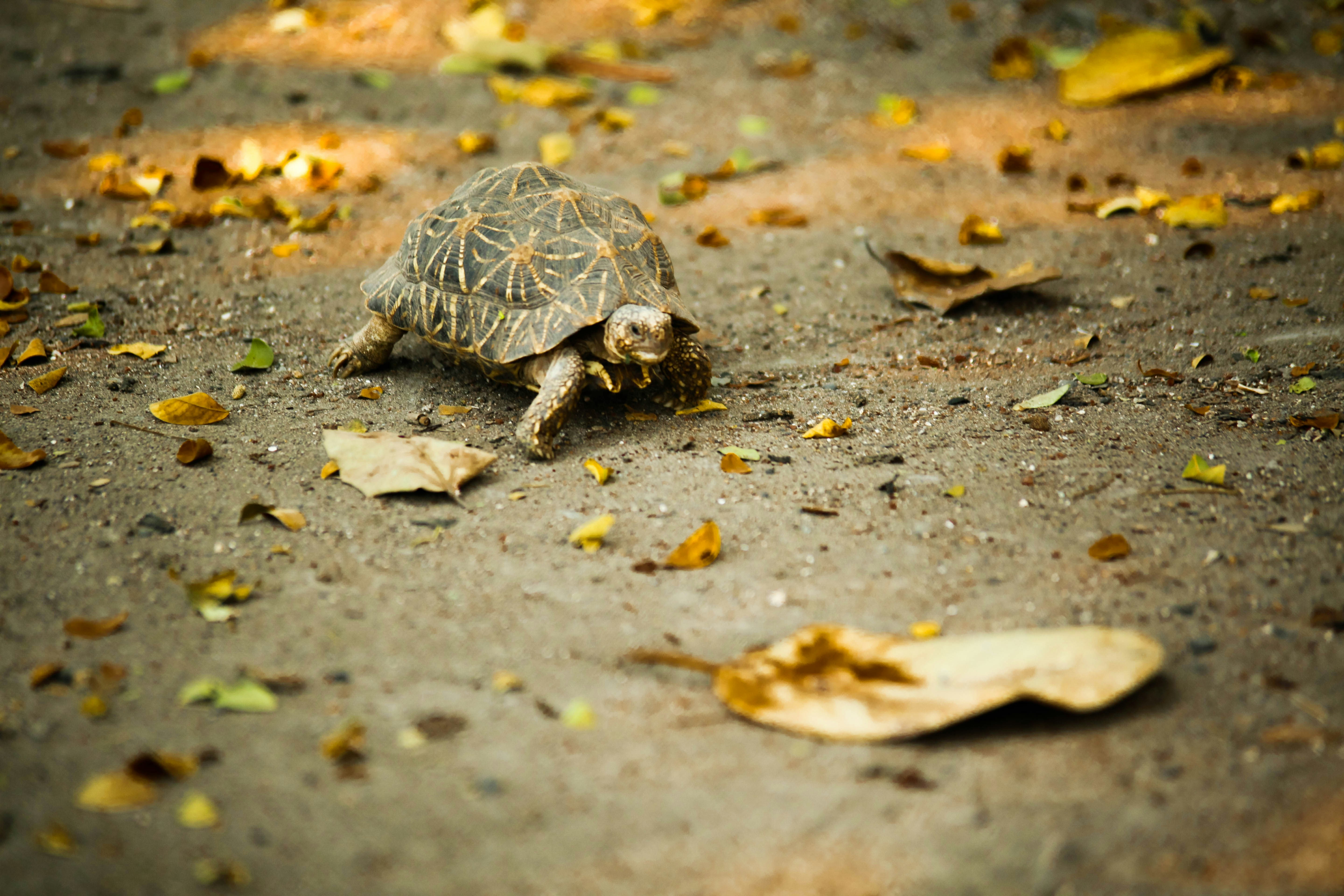 Autumn Patrol: A lone tortoise moves across a leaf-strewn path