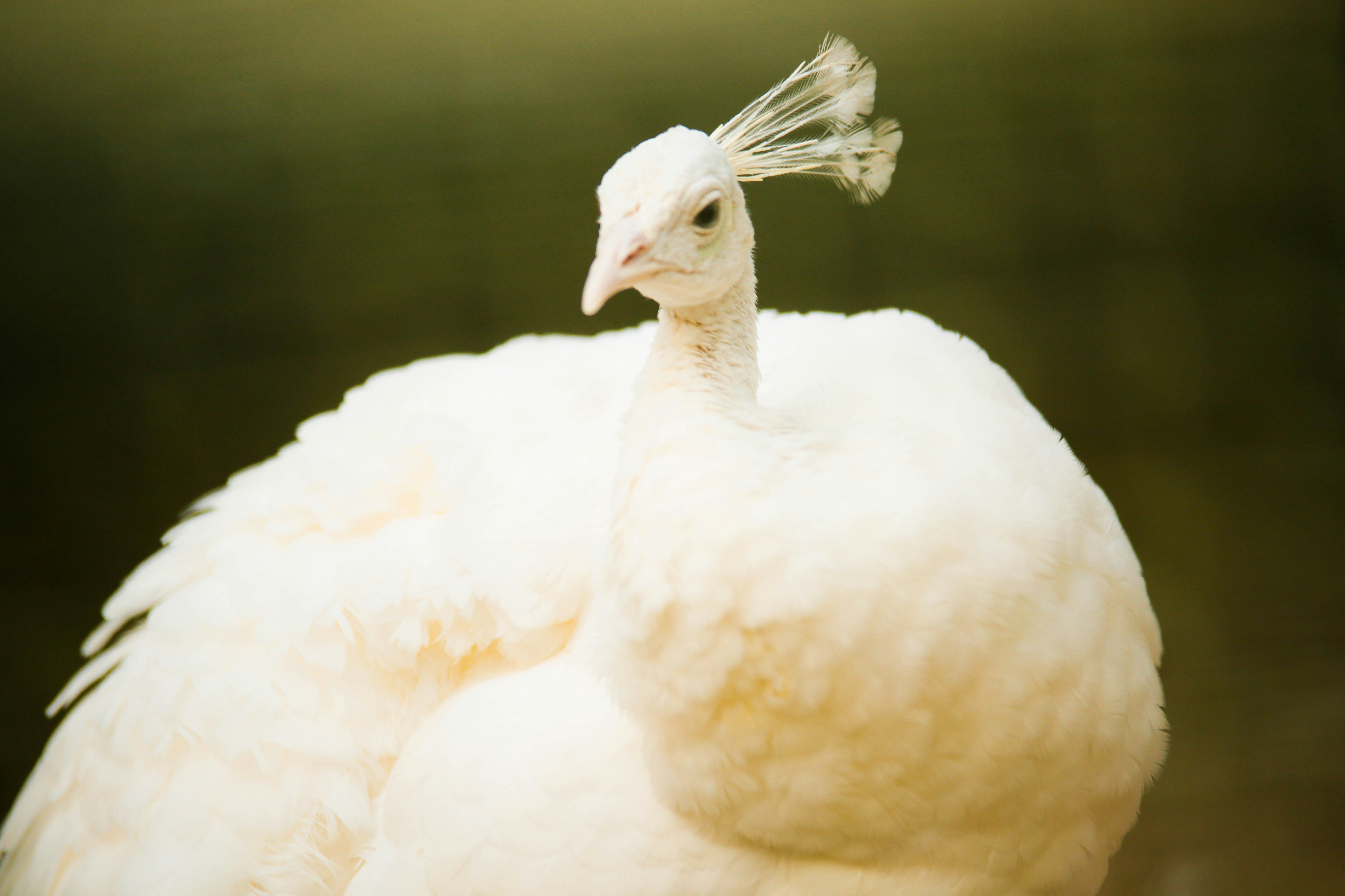 Cream Crest in Quiet Green: Portrait of a White Peafowl