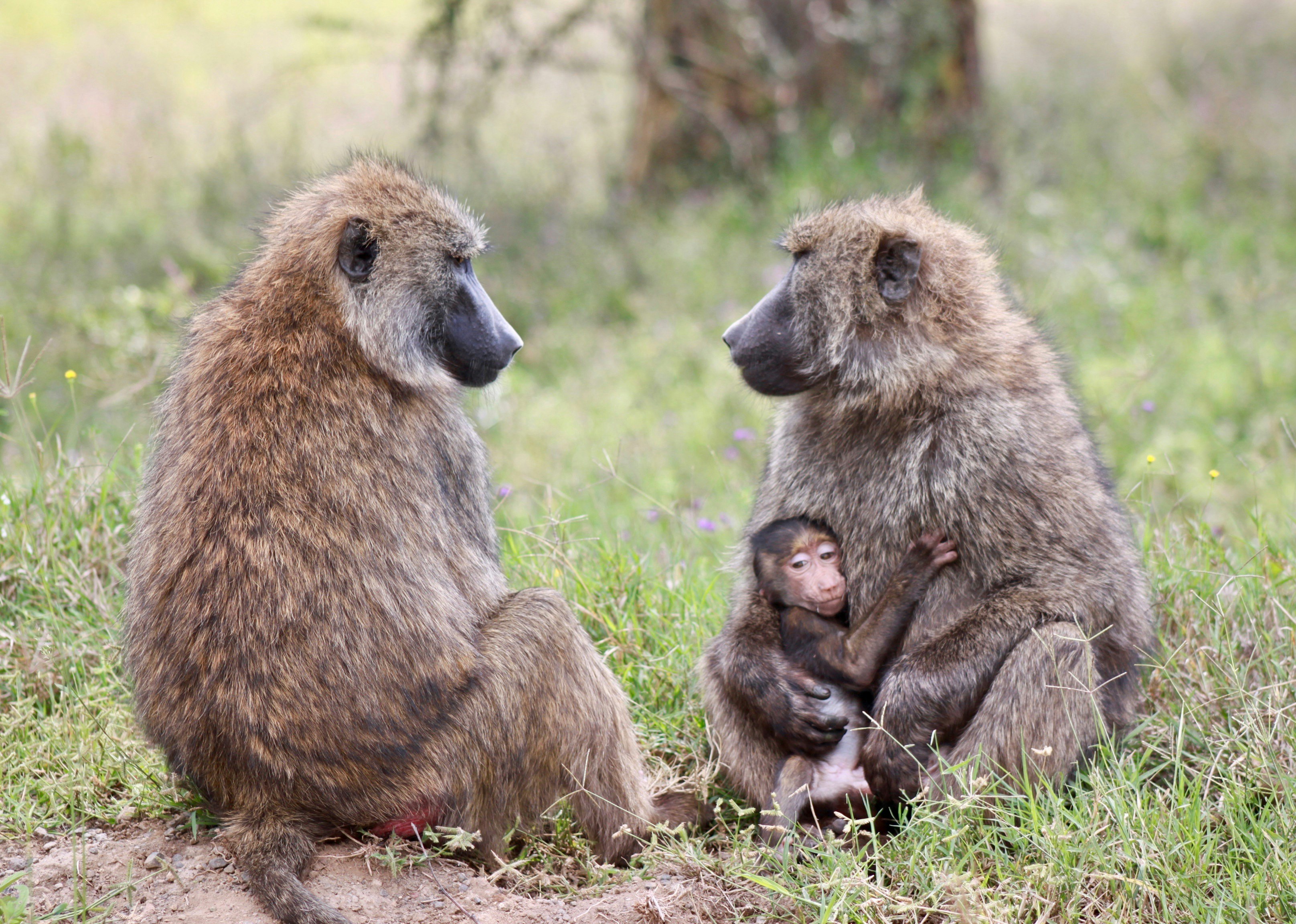 Two gray monkeys photo – Free Masai mara national reserve Image on Unsplash