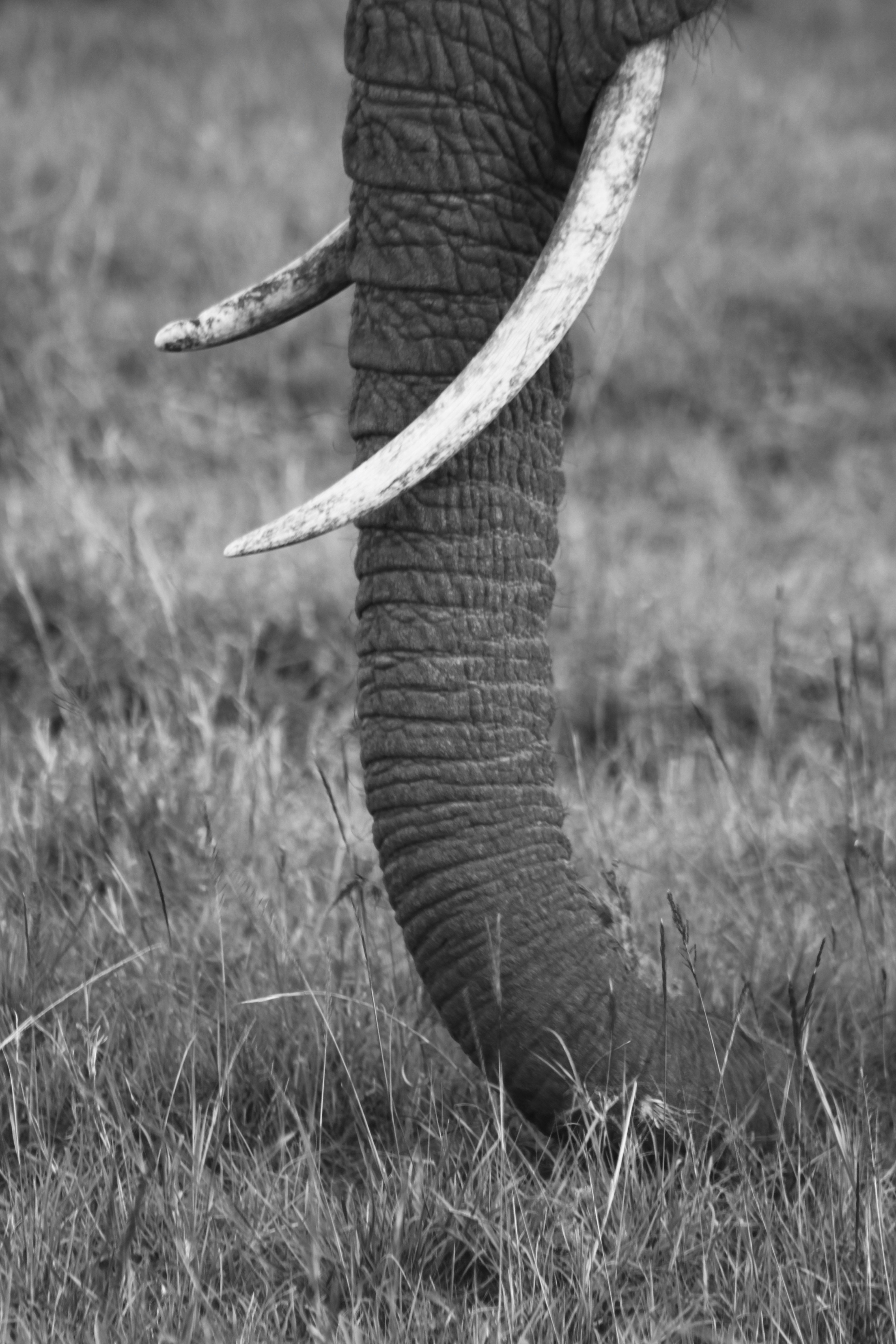 Elephant's trunk
