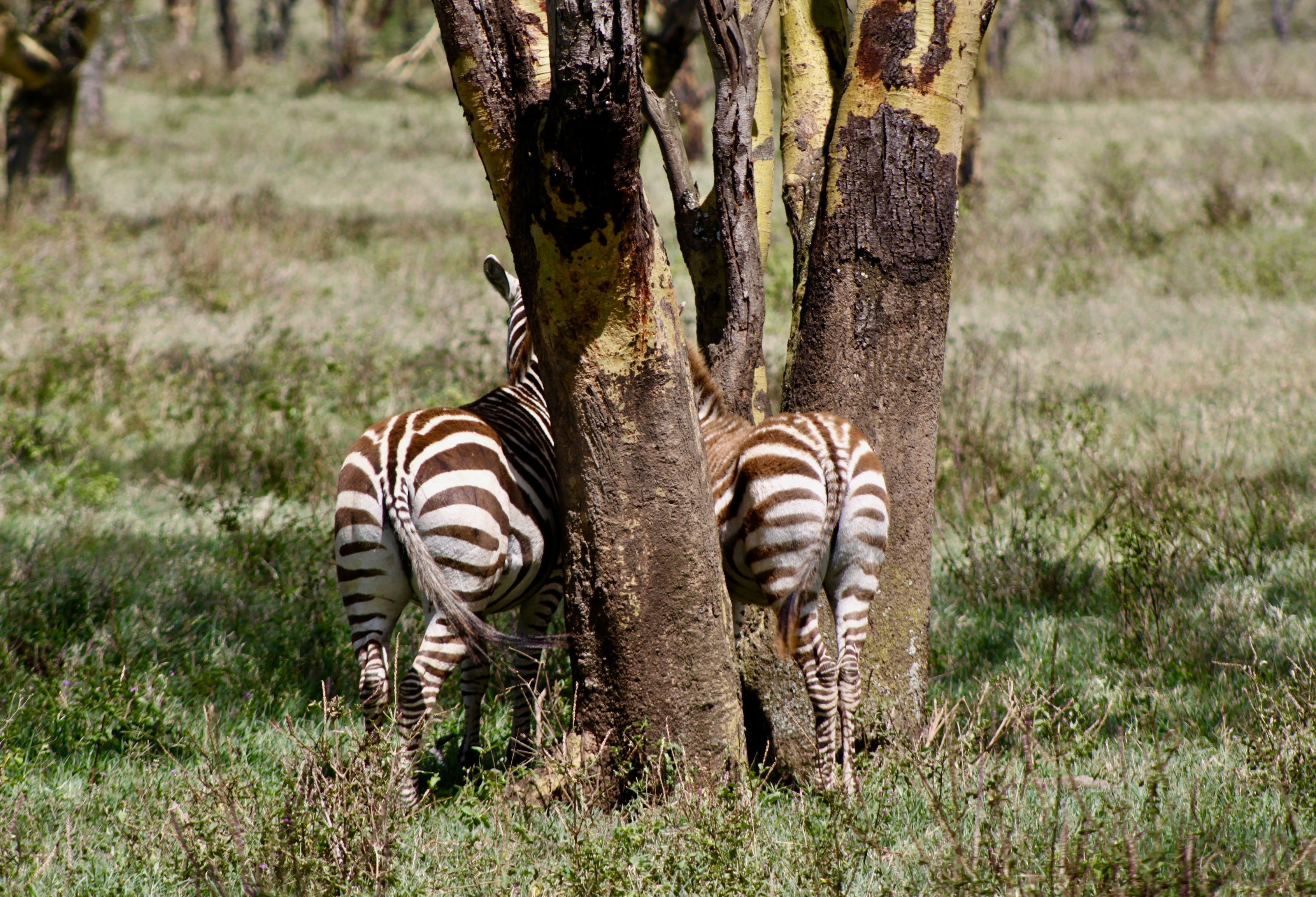 Between Bark and Grass: Zebras Revealed Behind Tree Trunks