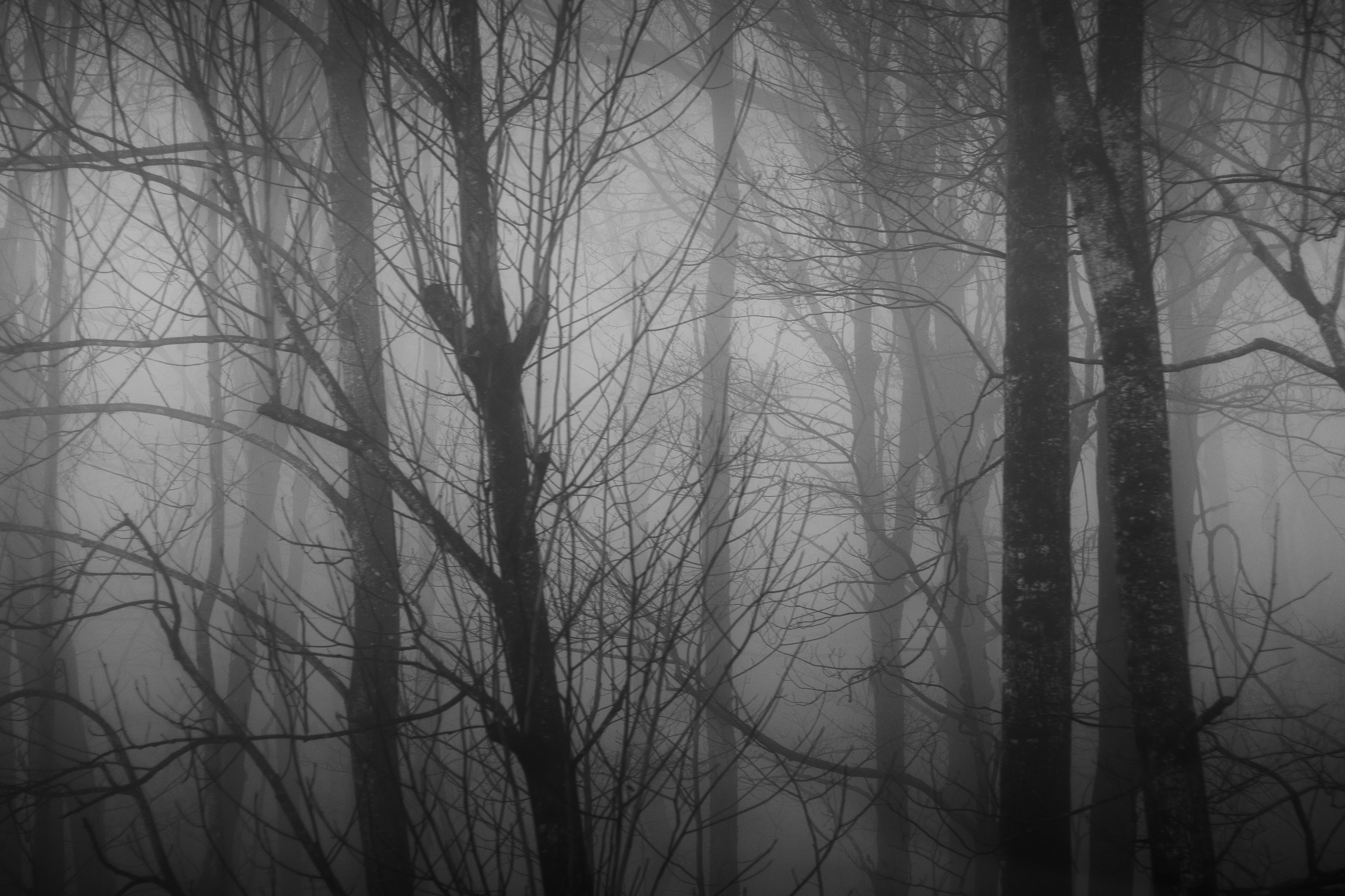 Grayscale photography of bare trees photo – Free Grey Image on Unsplash