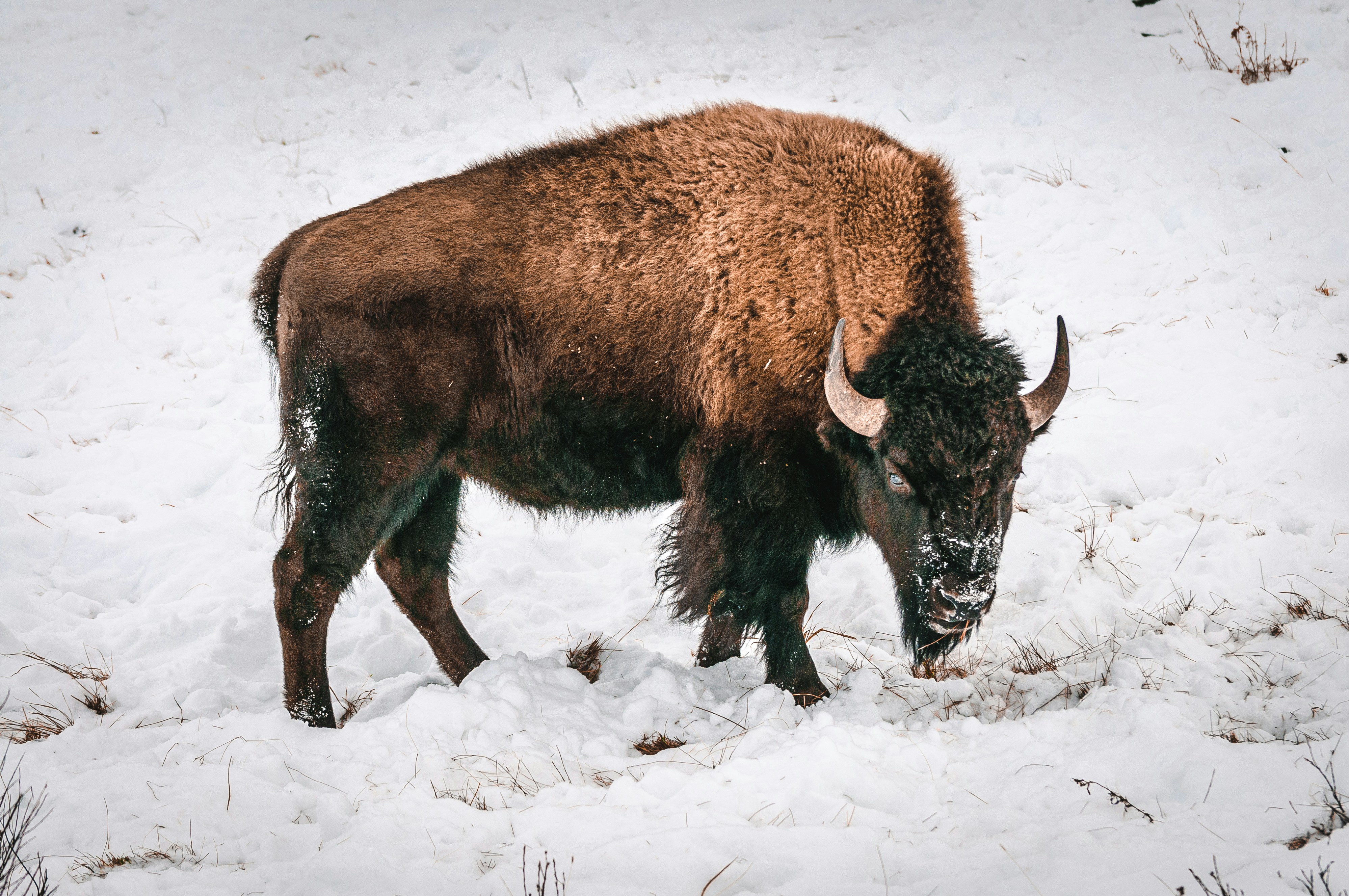 A bison foraging in a snowy landscape, showcasing its thick fur and powerful presence. The scene captures the essence of wildlife in winter.