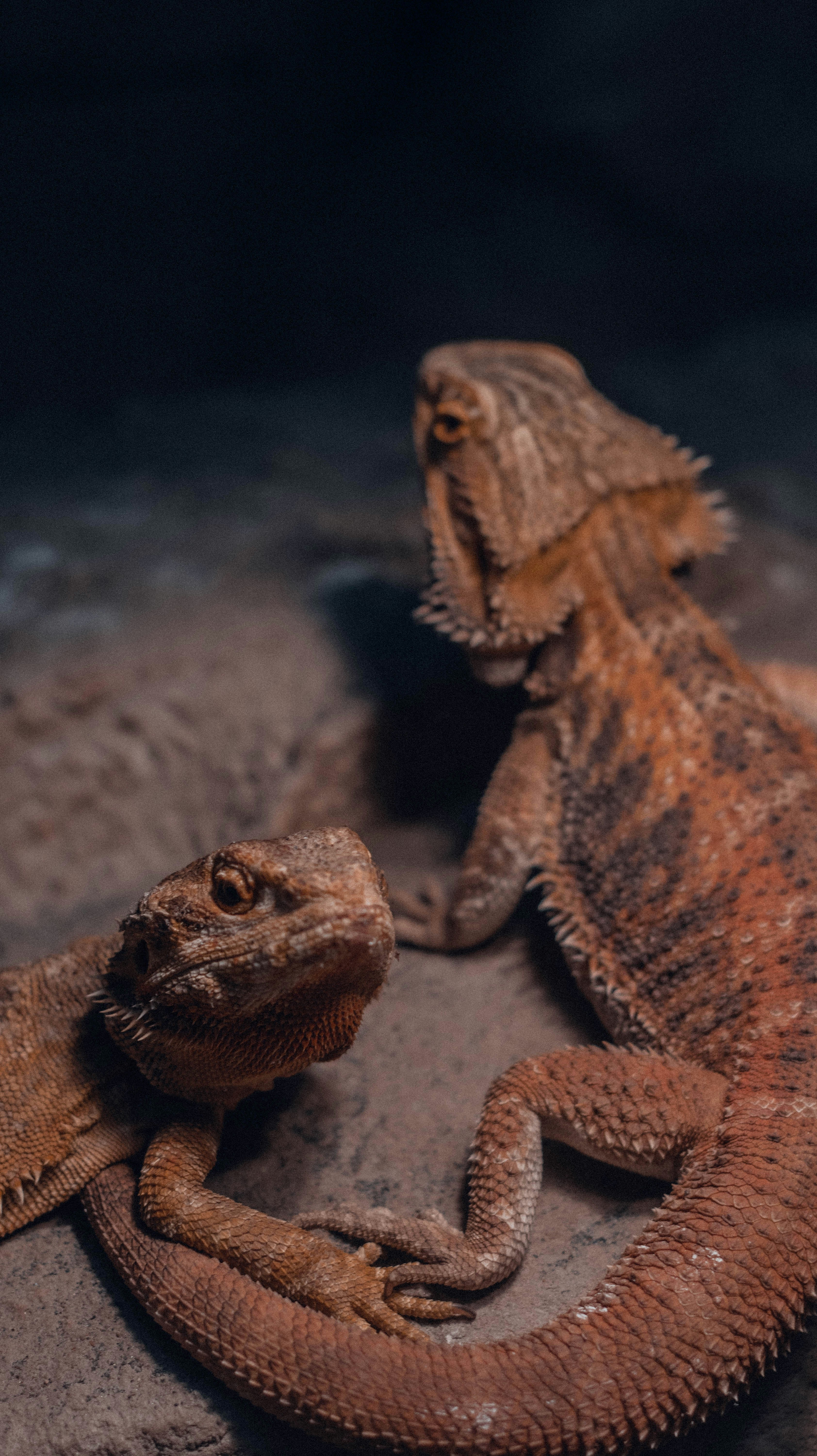 Ember-Red Bearded Dragons in a Quiet Desert Moment