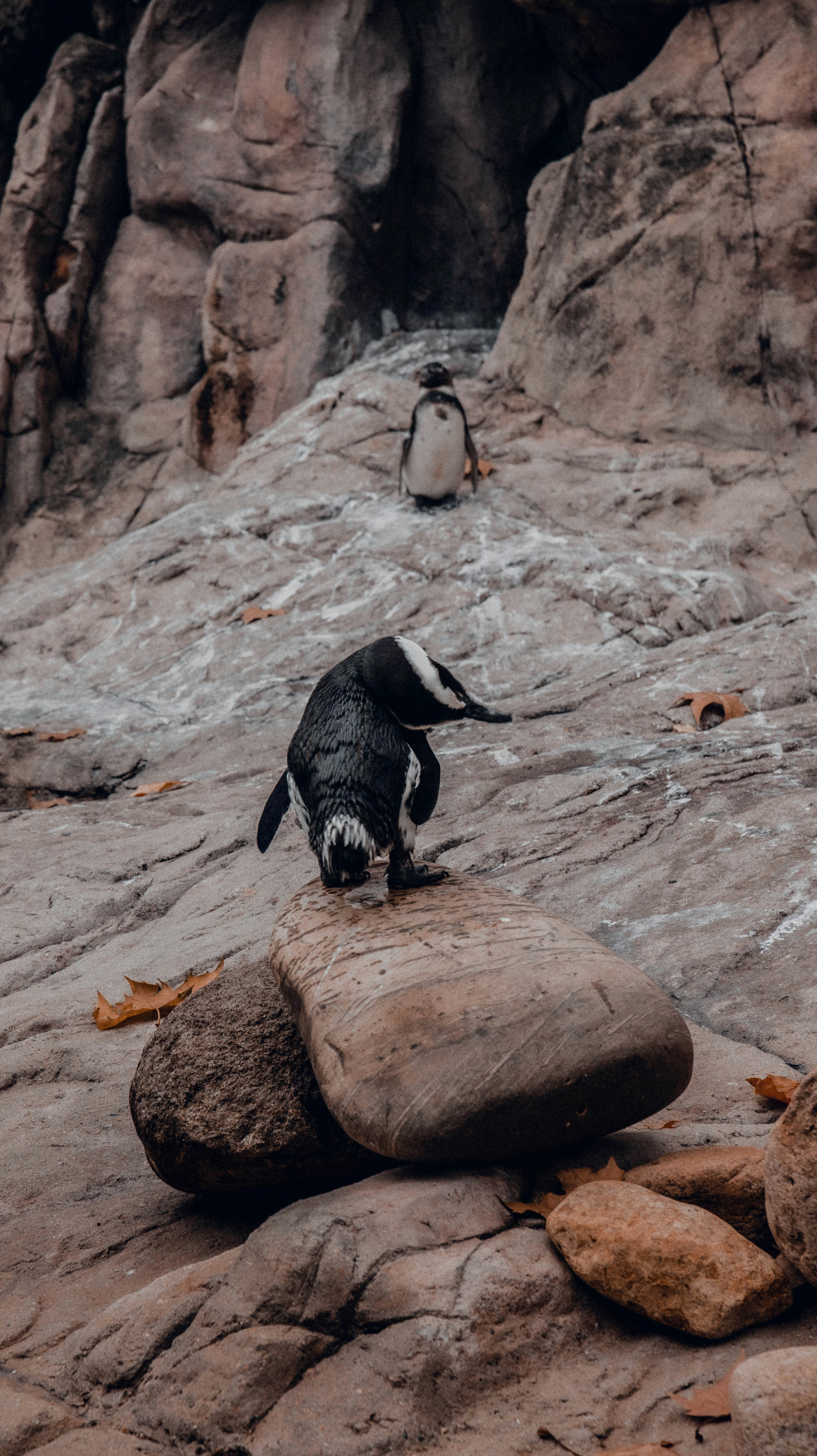 Shallow focus photo of black and white penguin photo – Free Brown Image ...