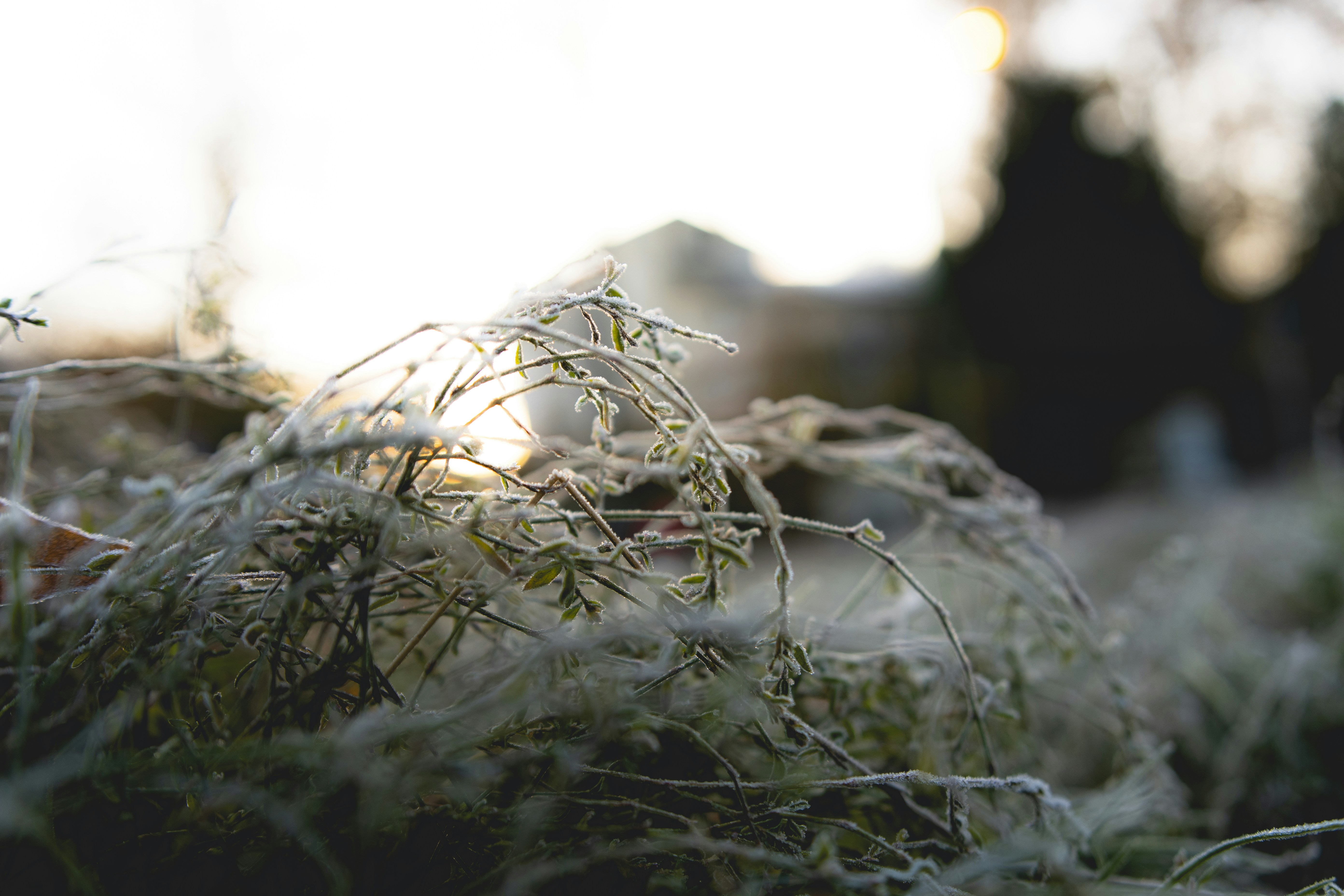 Sunset Windswept Sepals: Frosted Grasses in Quiet Dusk