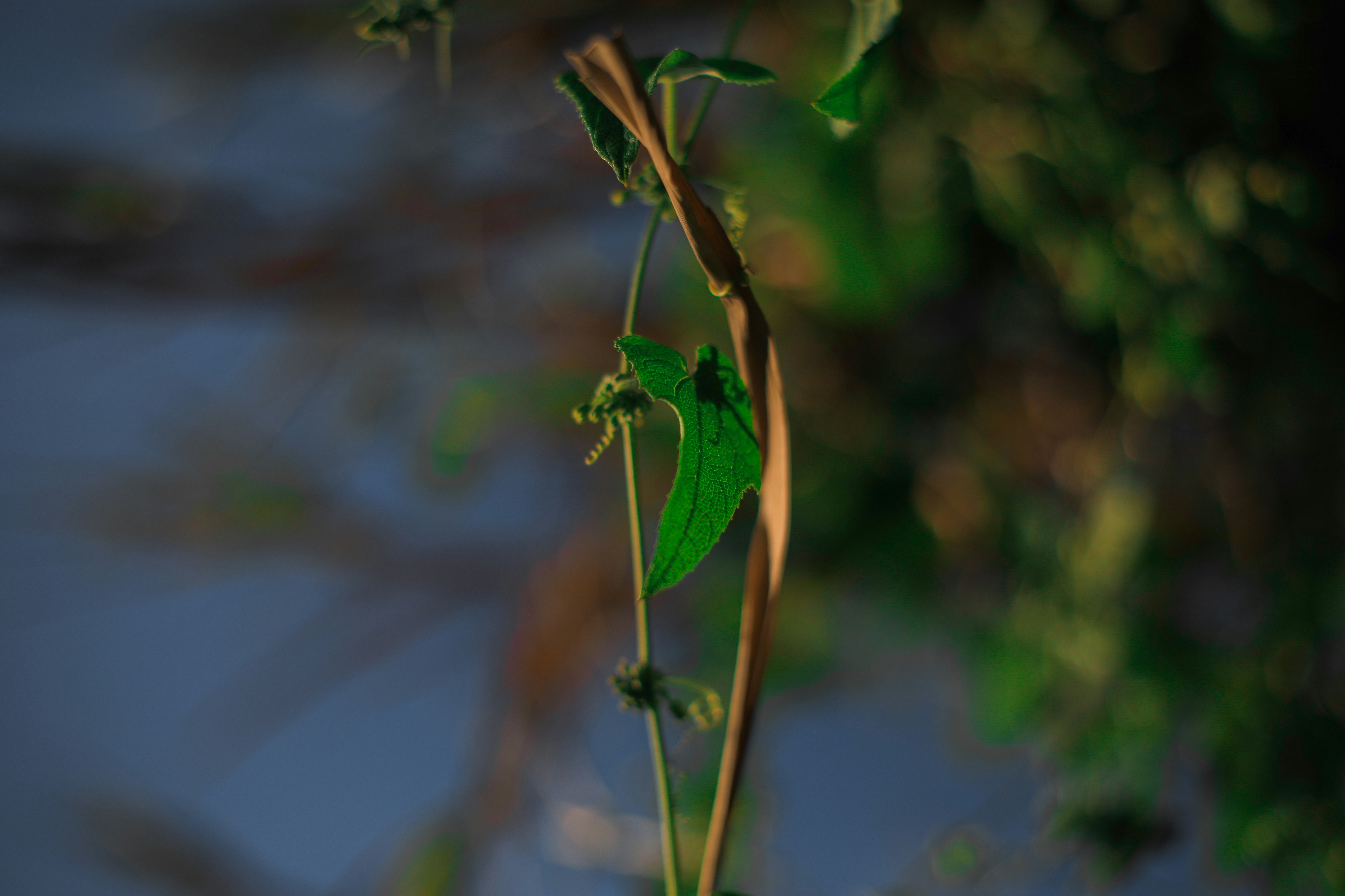 A vibrant green leaf clings to a slender stem, illuminated by soft light against a blurred background of foliage. The intricate details of the leaf's texture stand out beautifully.