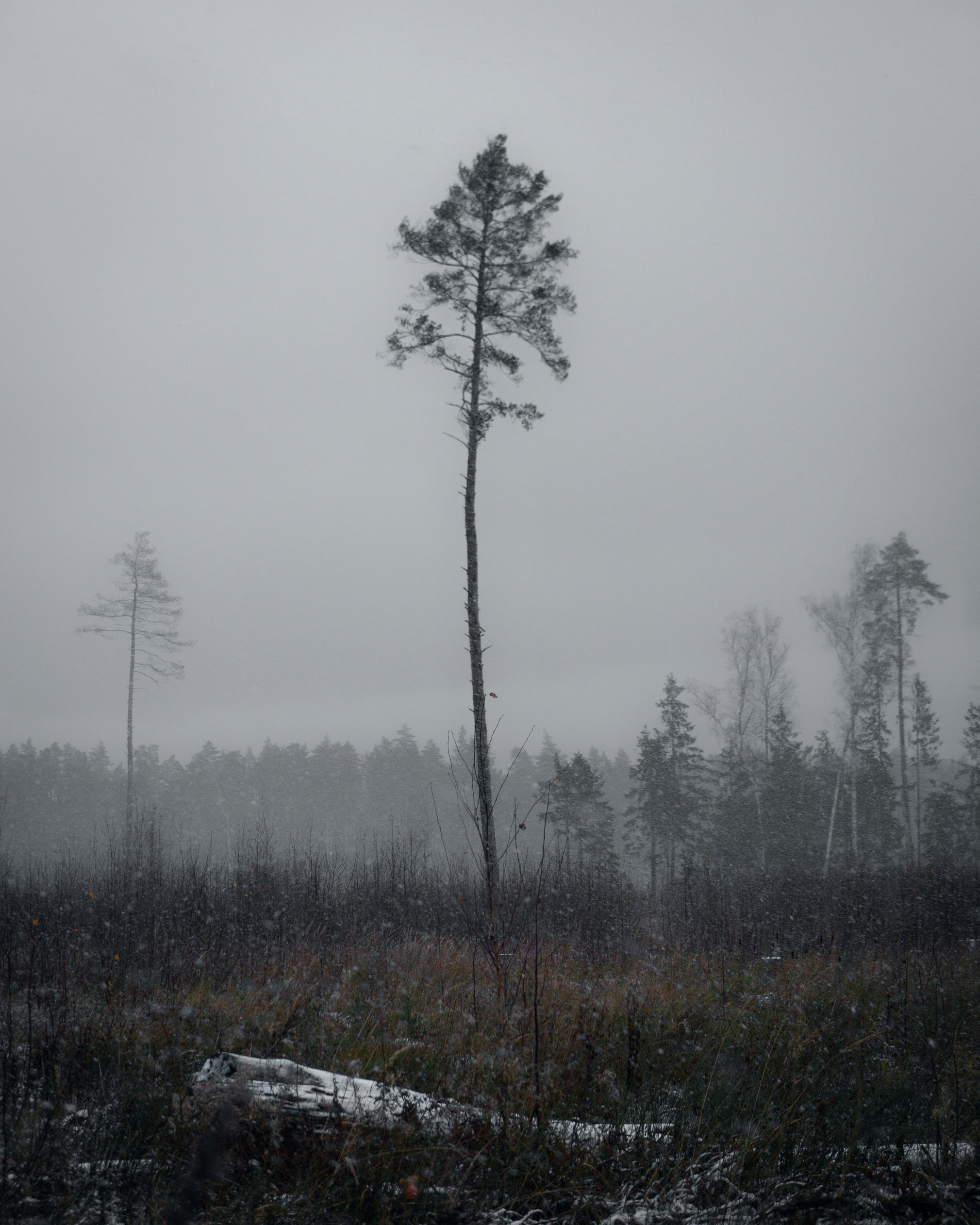 A tall, lone tree stands against a backdrop of misty woods, evoking a sense of solitude and endurance. The scene captures the ethereal beauty of a fog-laden forest.