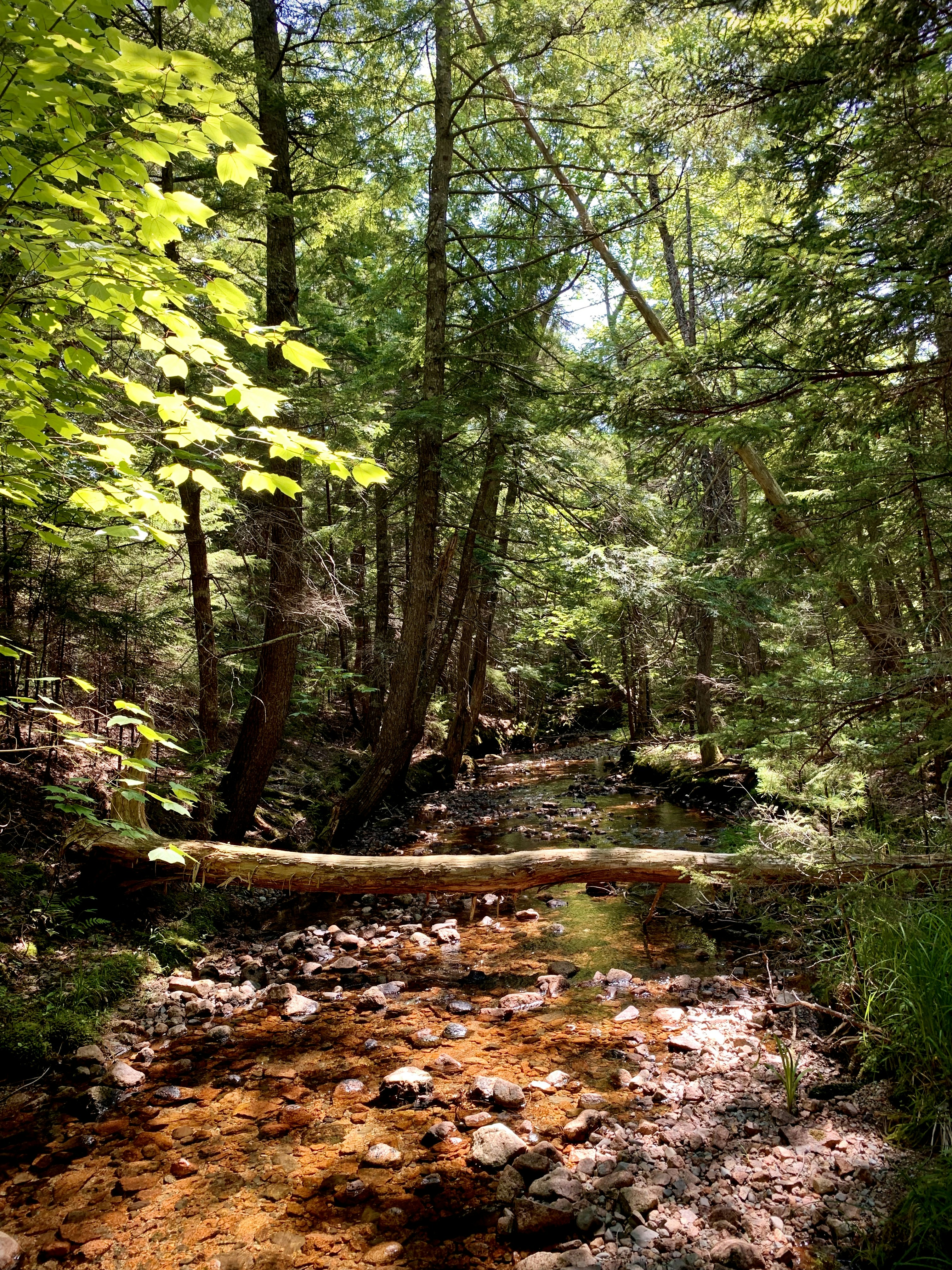river with stones between tall trees during daytimeTrevor Hayes