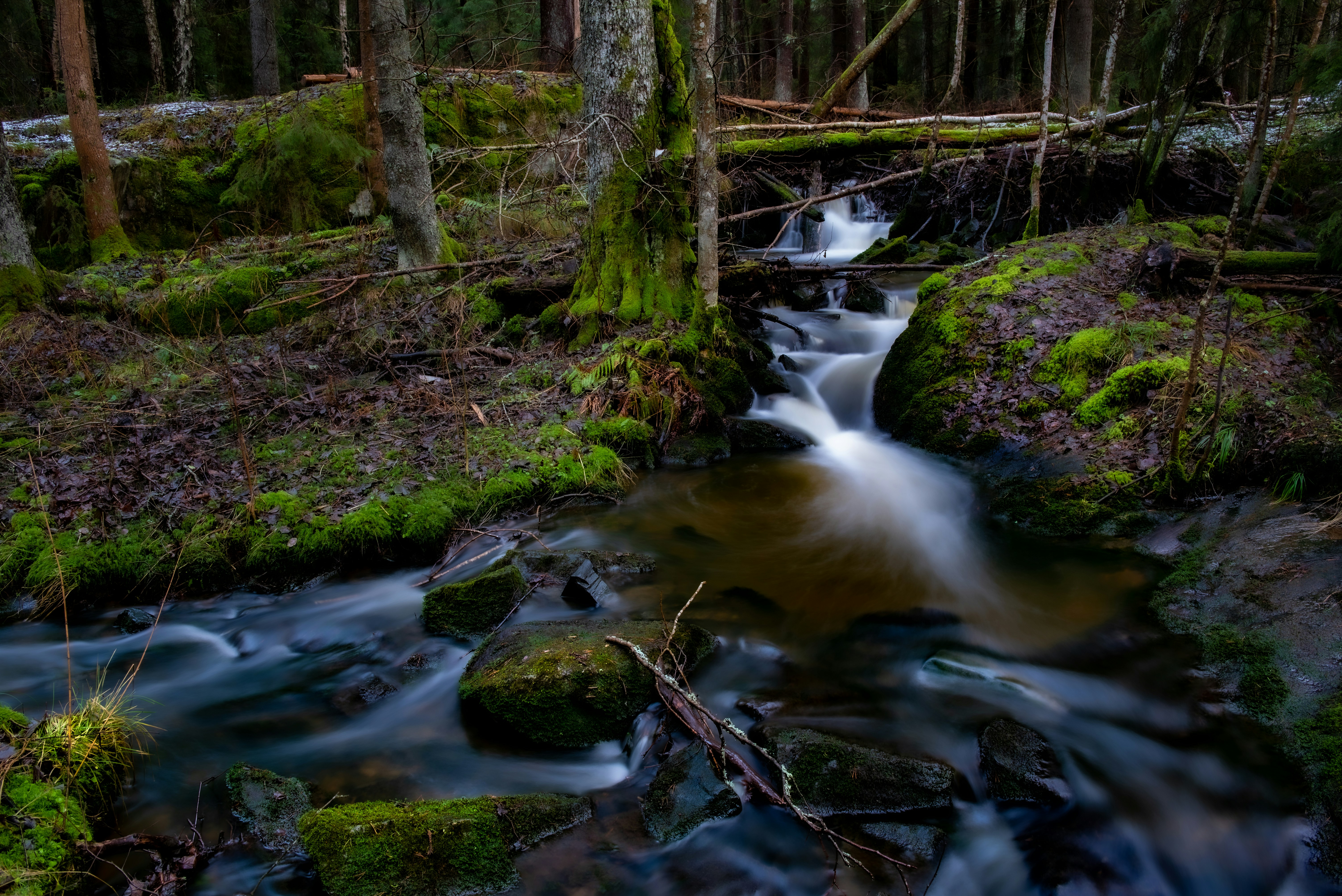 River with stone in forest photo – Free Water Image on Unsplash