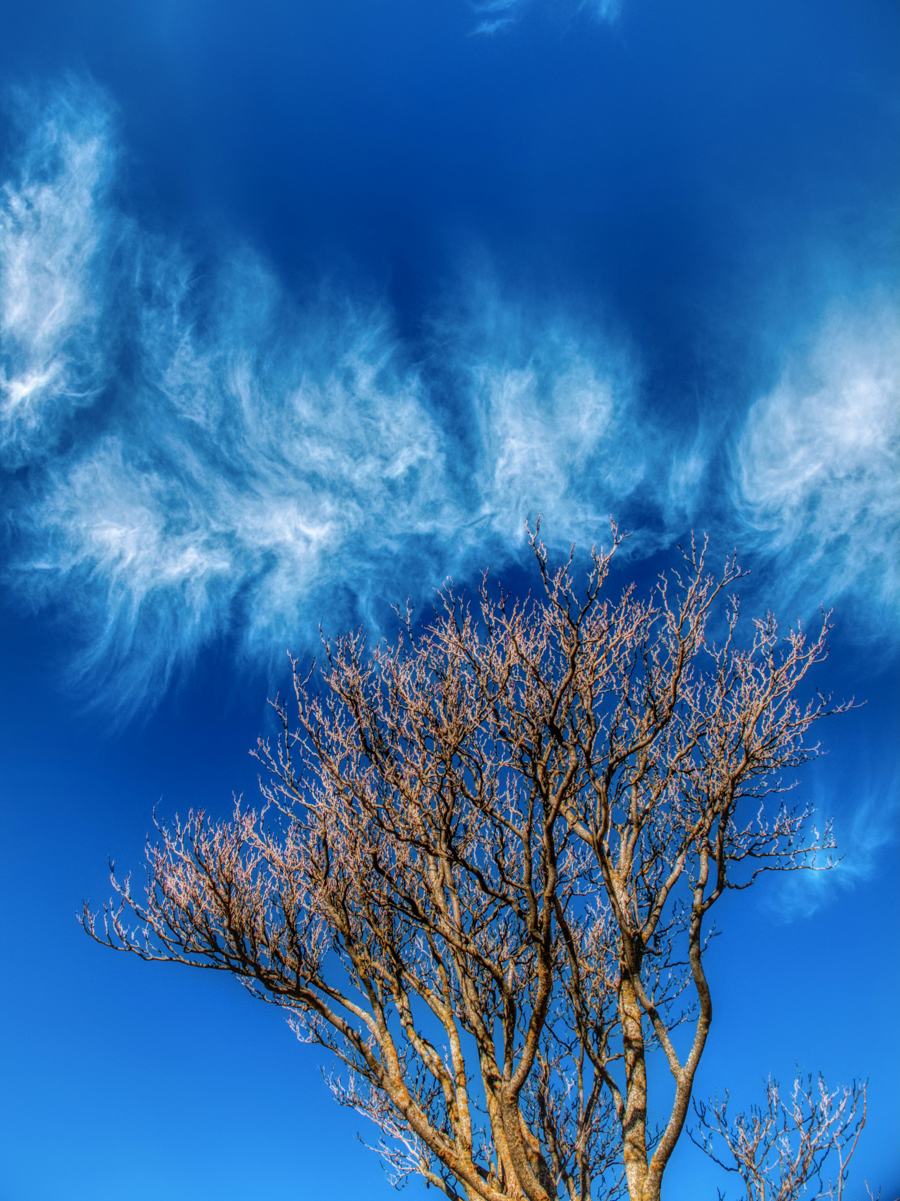 Leafless tree touching the clouds. Socuéllamos, Spain