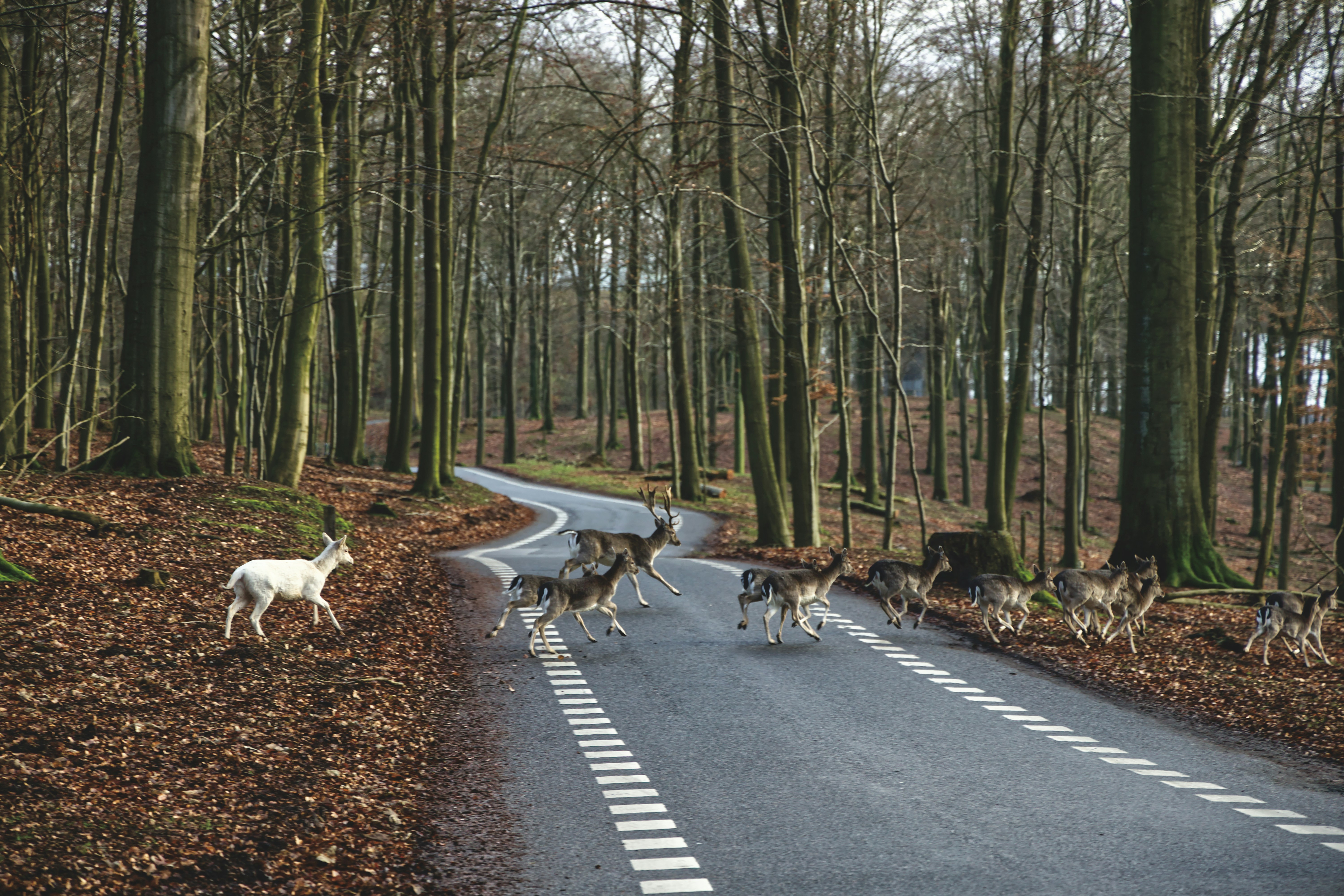 Deer Parade on a Quiet Forest Road