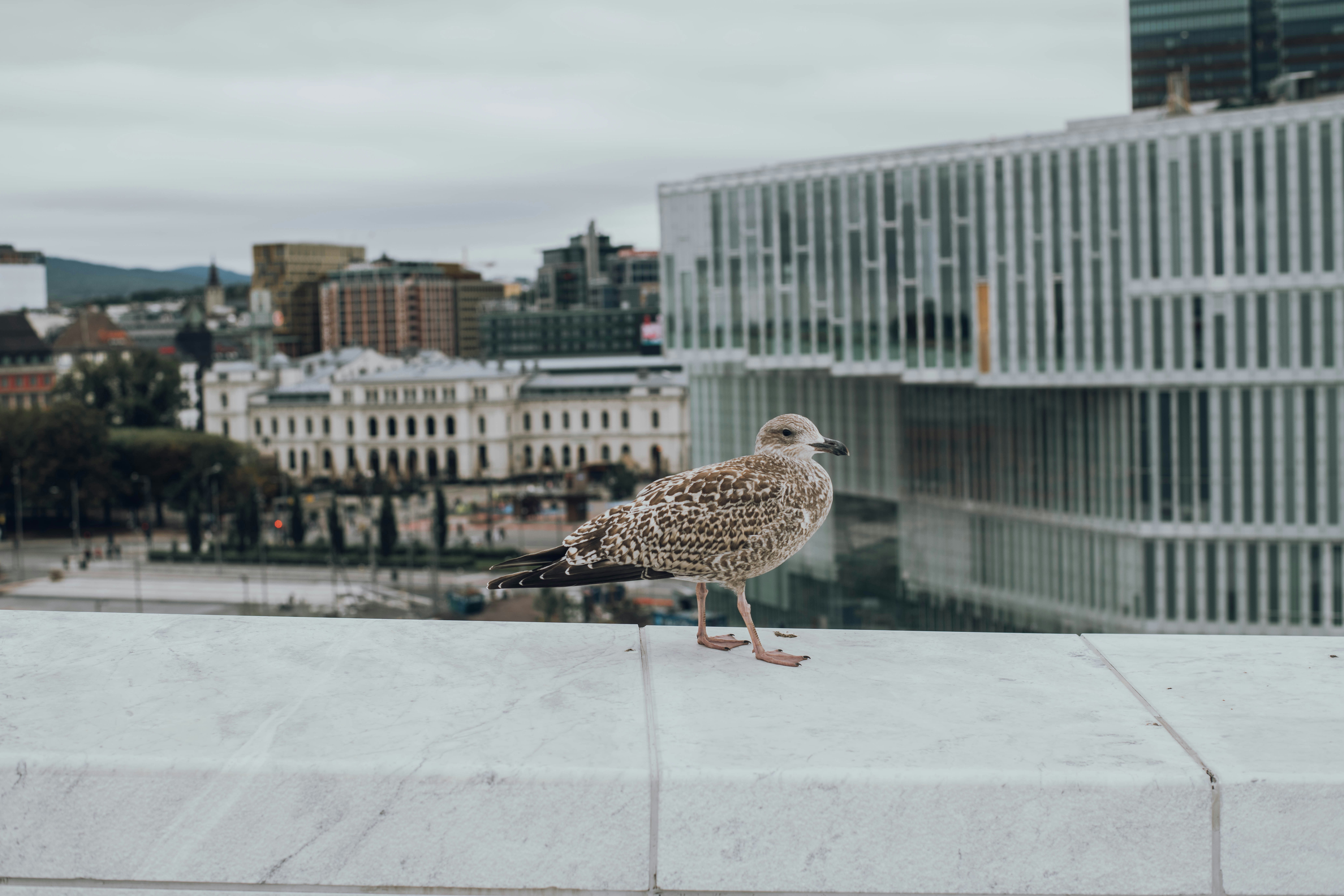 A young seagull perched on a marble ledge, overlooking a modern cityscape with a blend of historical and contemporary architecture.