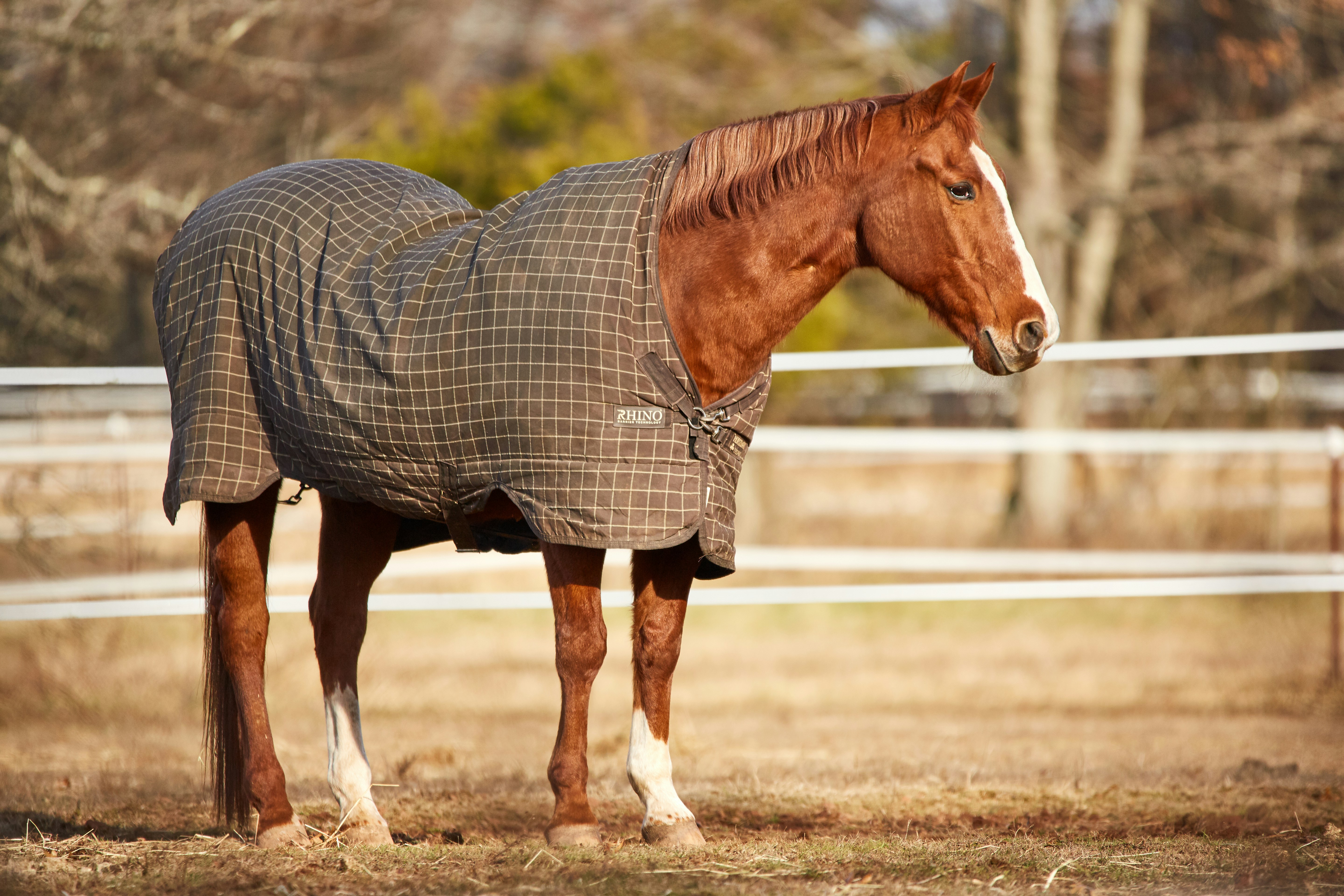 Horse photo shot on Canon EOS 5D Mark III