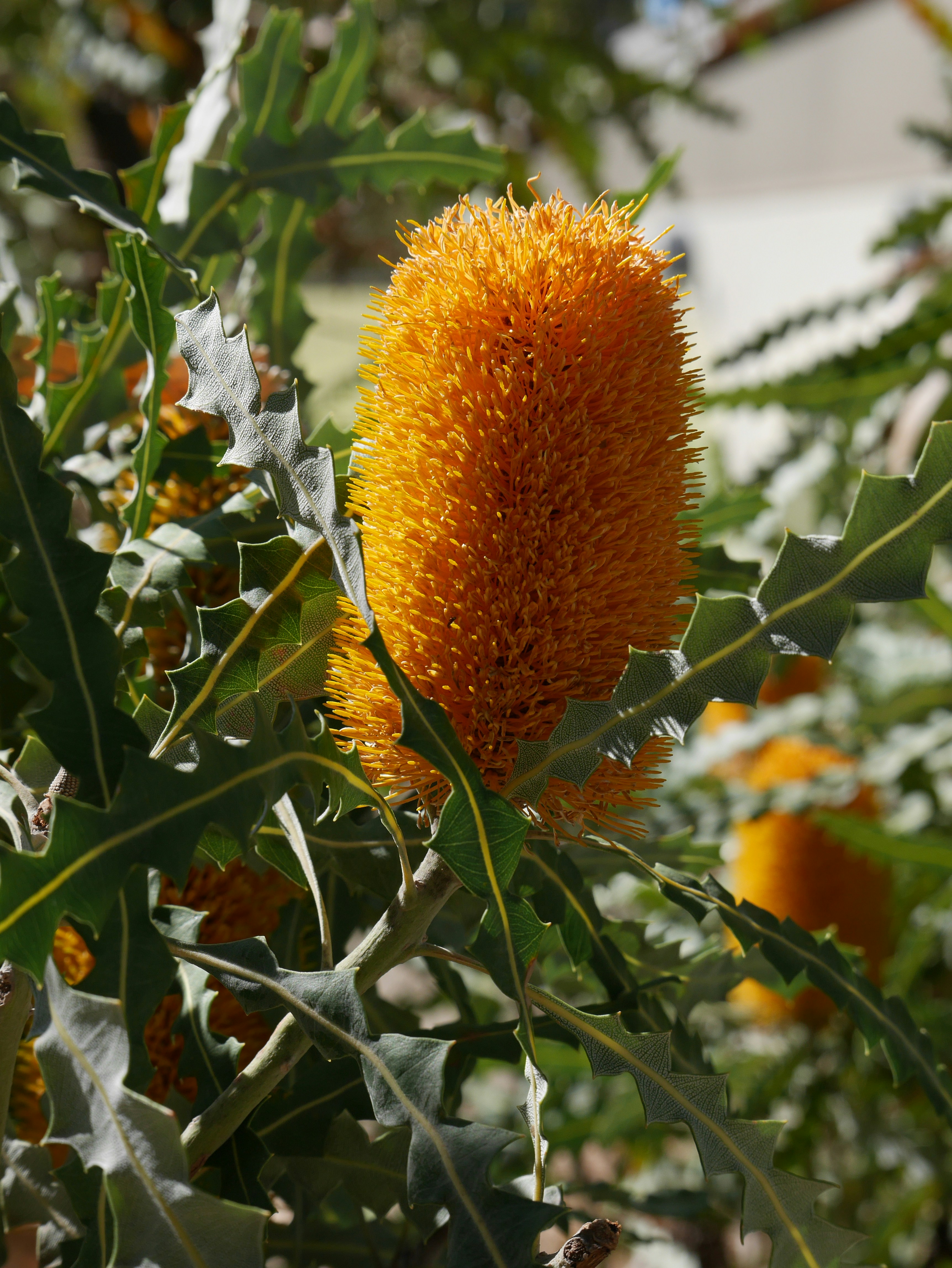 Vibrant orange flower spikes emerge from spiky green foliage, showcasing the beauty of native flora. The intricate details highlight the unique structure of the plant.