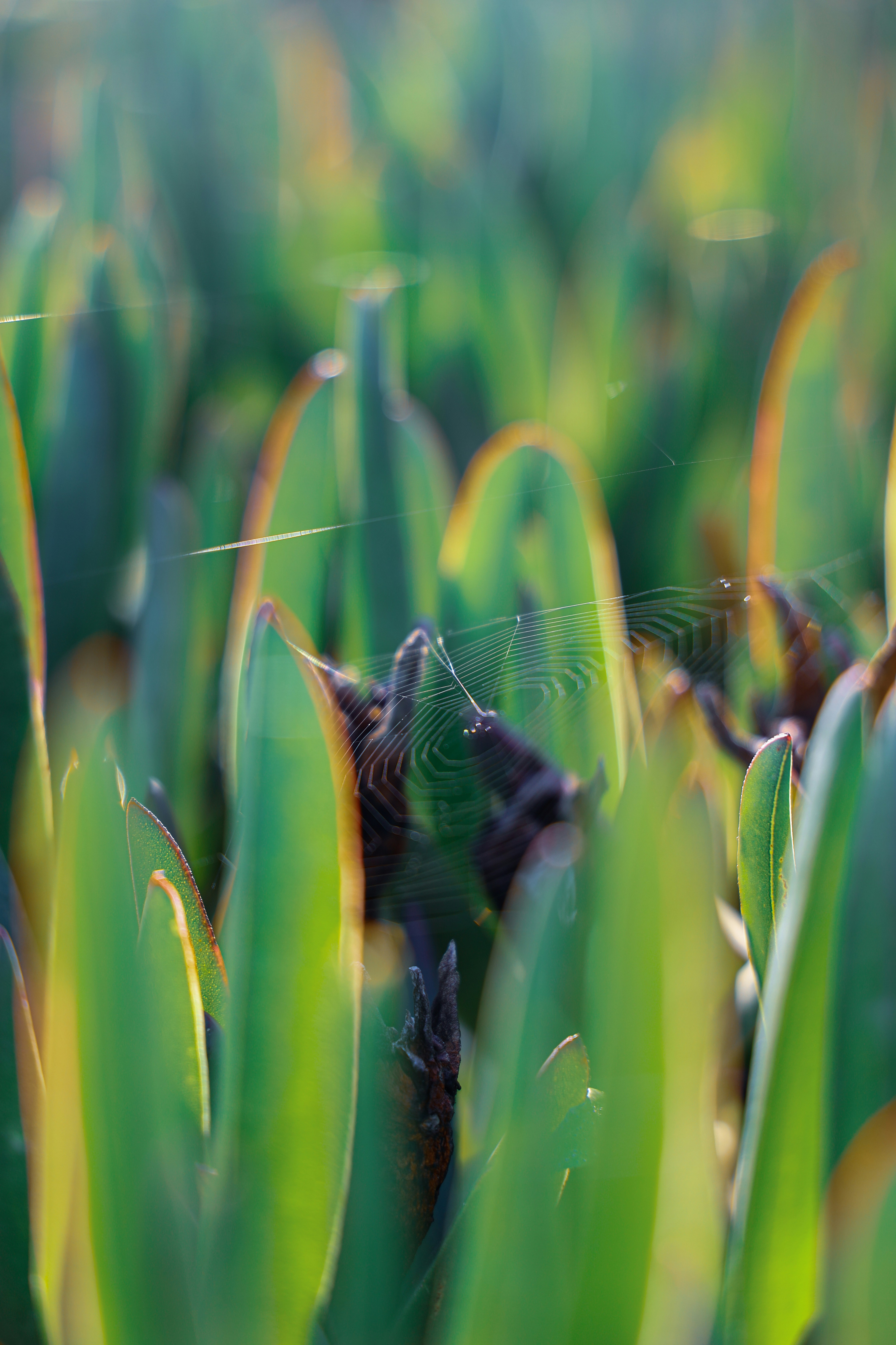 Delicate spider web glistening among vibrant green foliage, capturing the essence of nature's intricate details.