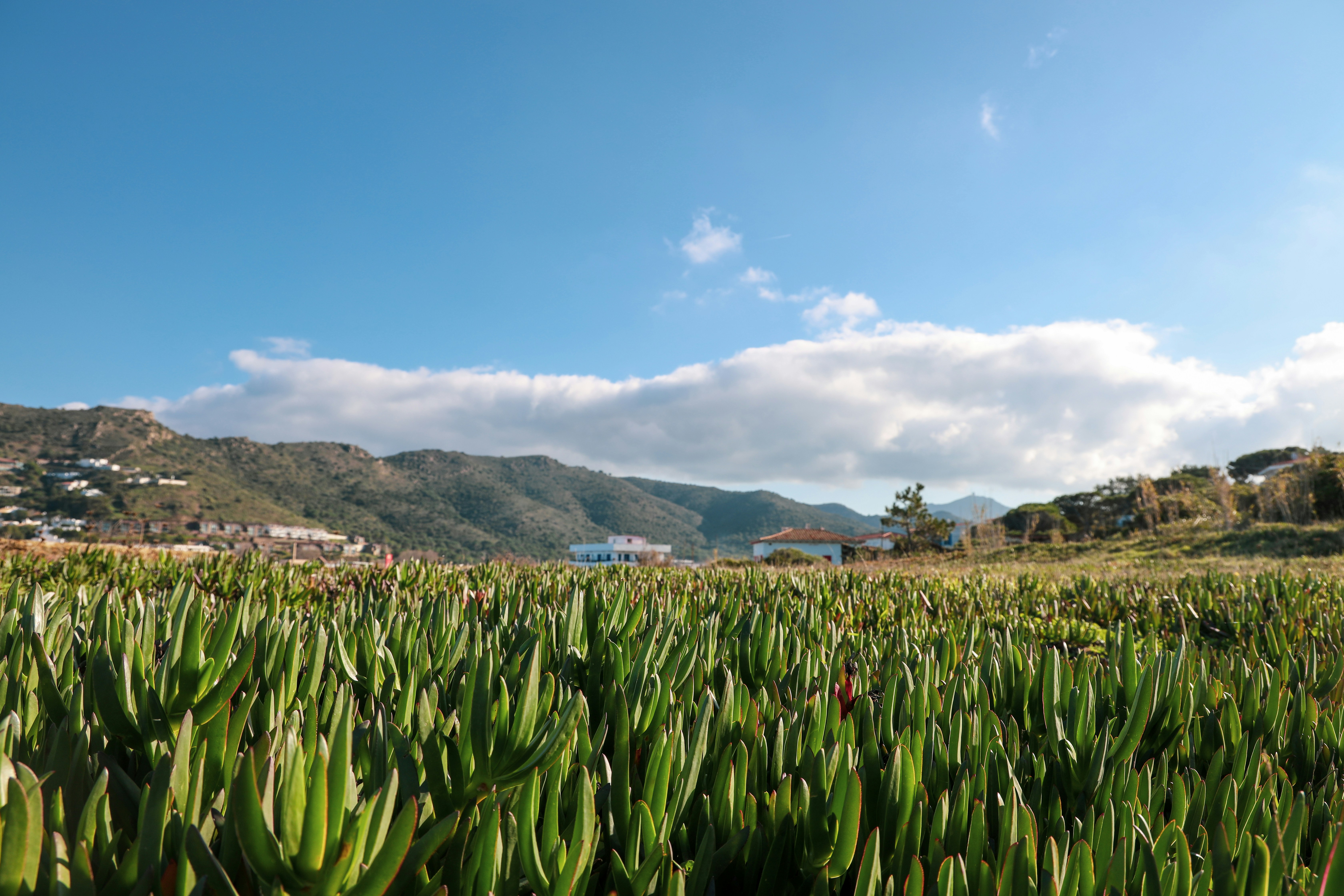 Sedum Sea at the Foot of the Hills