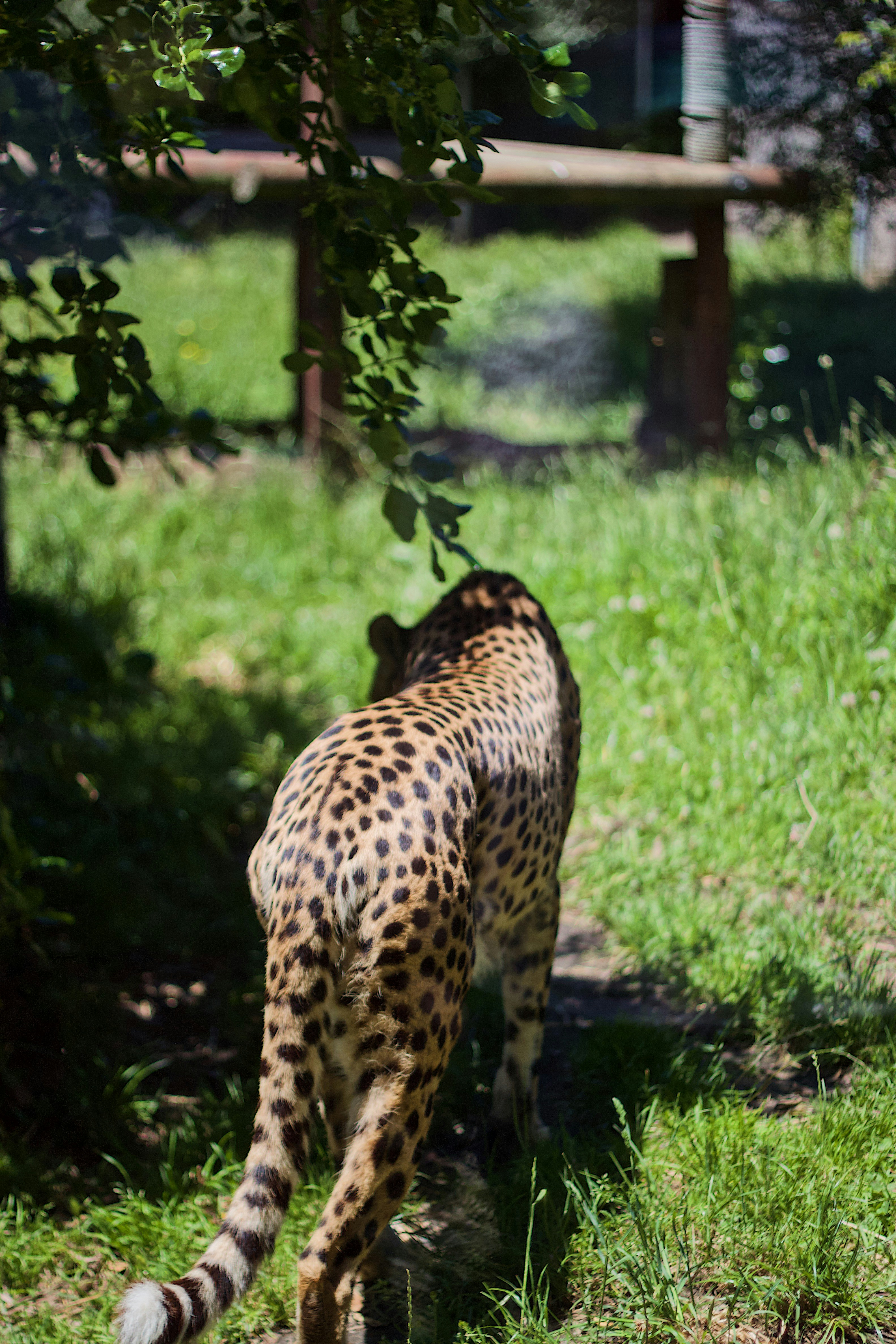 Stalking through the Sunlit Yard: A Leopard’s Quiet Retreat